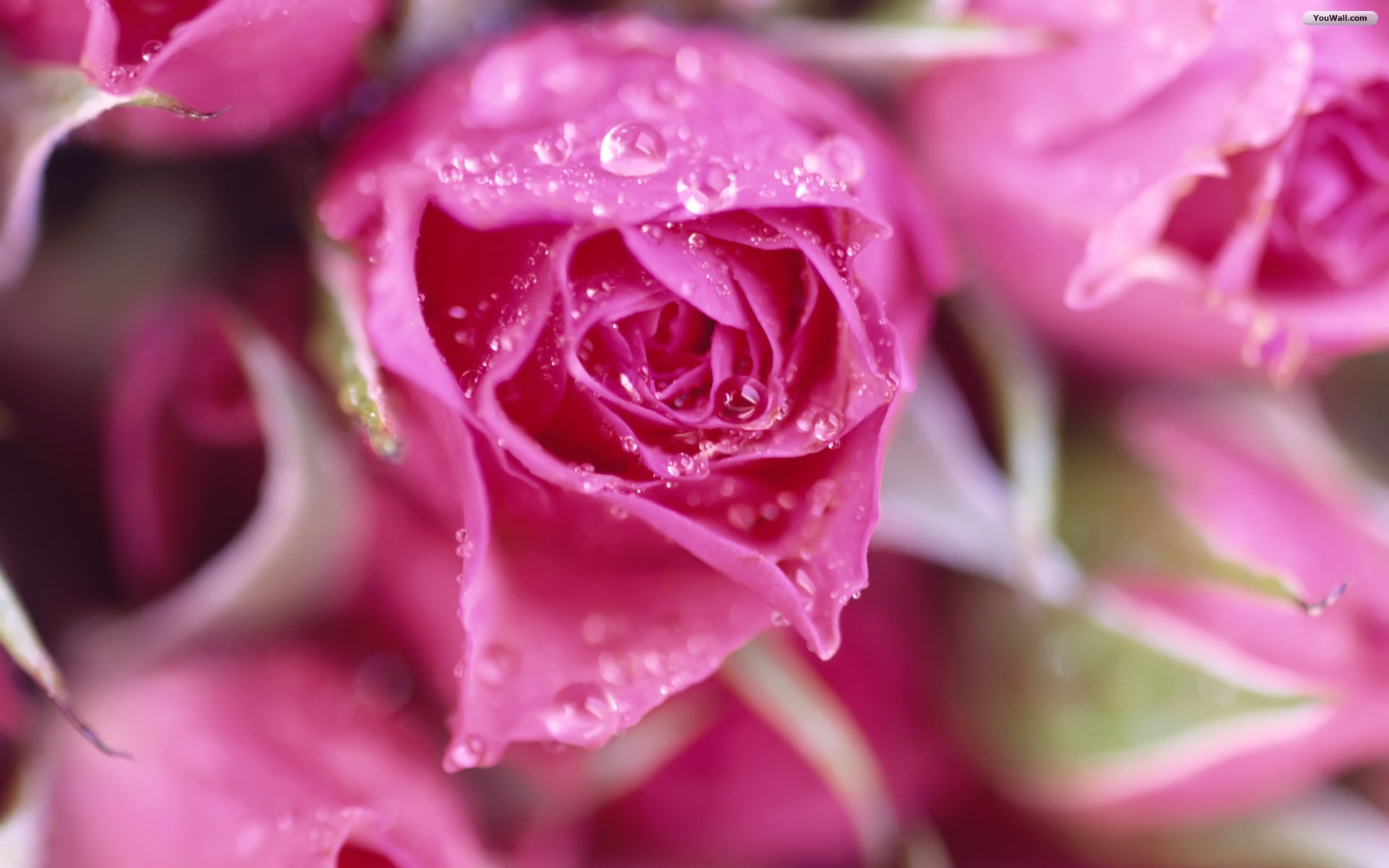 Dew on roses _pink - Image Abyss