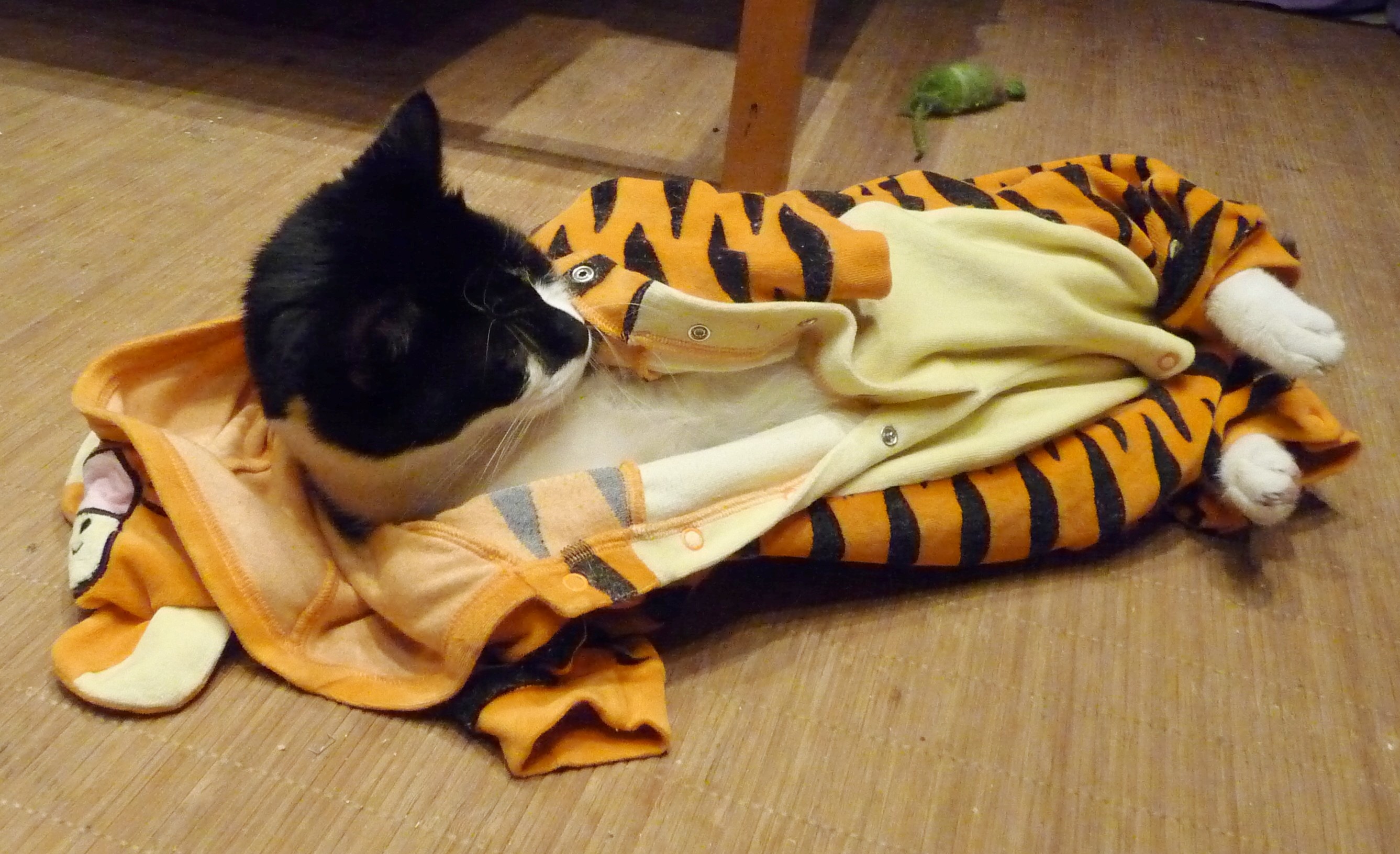 Gizmo by misscrobenini