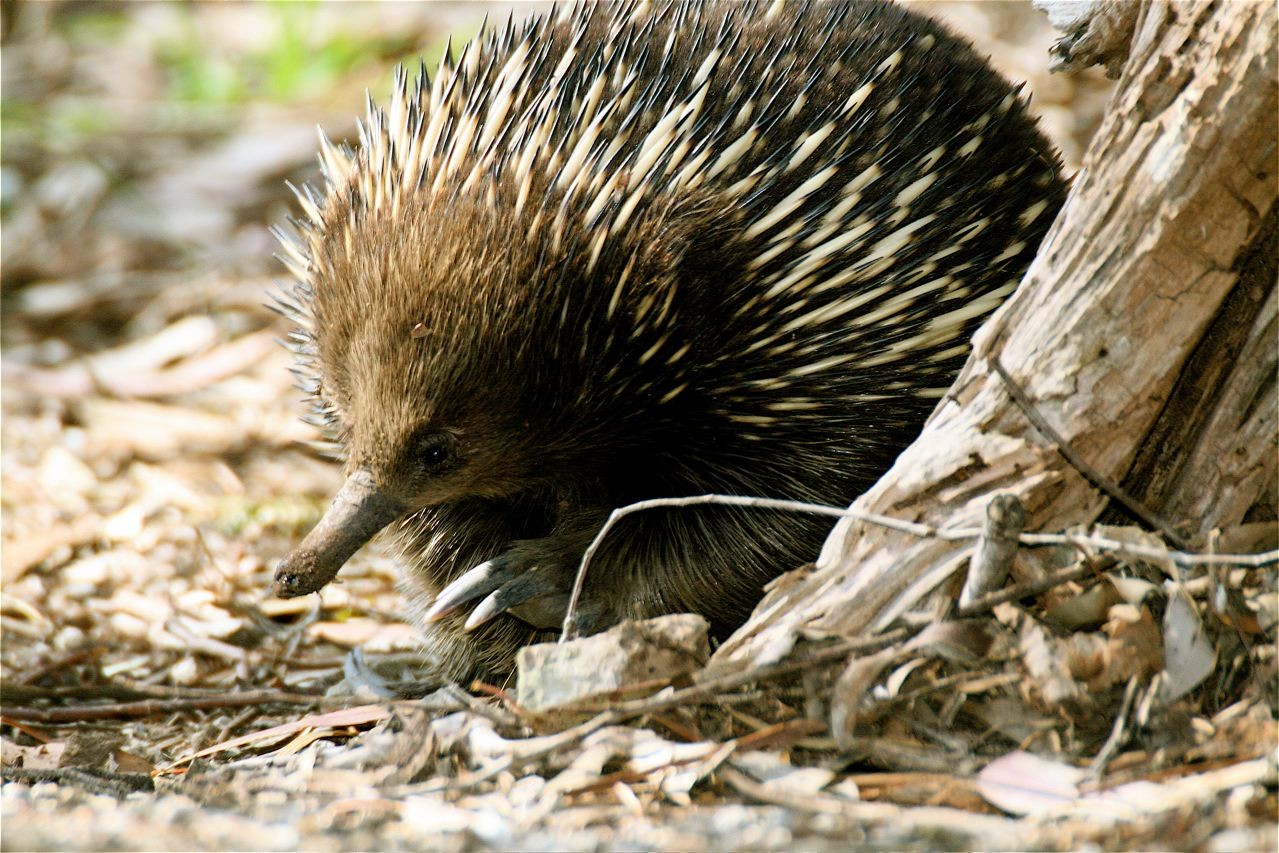 Download Animal Echidna Image