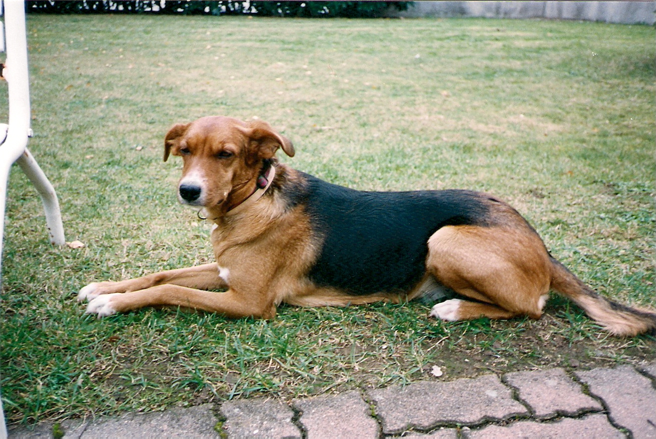 Foune by misscrobenini - Image Abyss