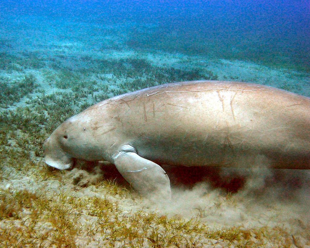 Dugong Picture - Image Abyss