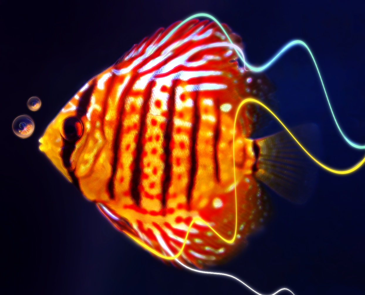 Download Animal Fish Image