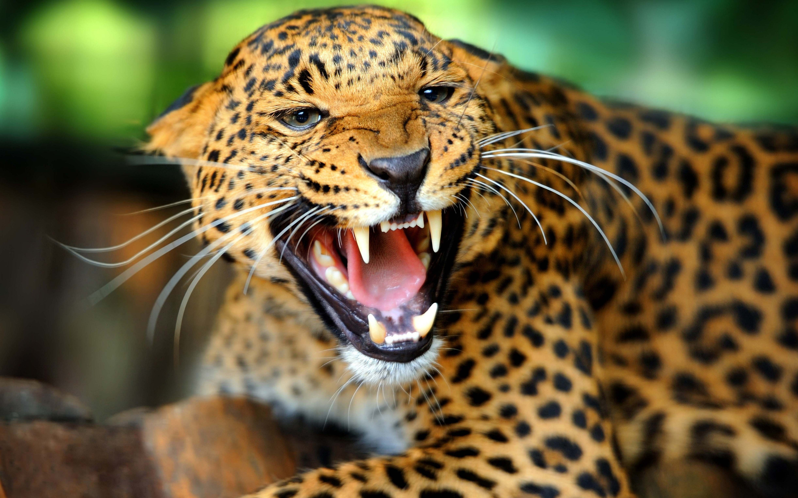 Download Animal Leopard Image