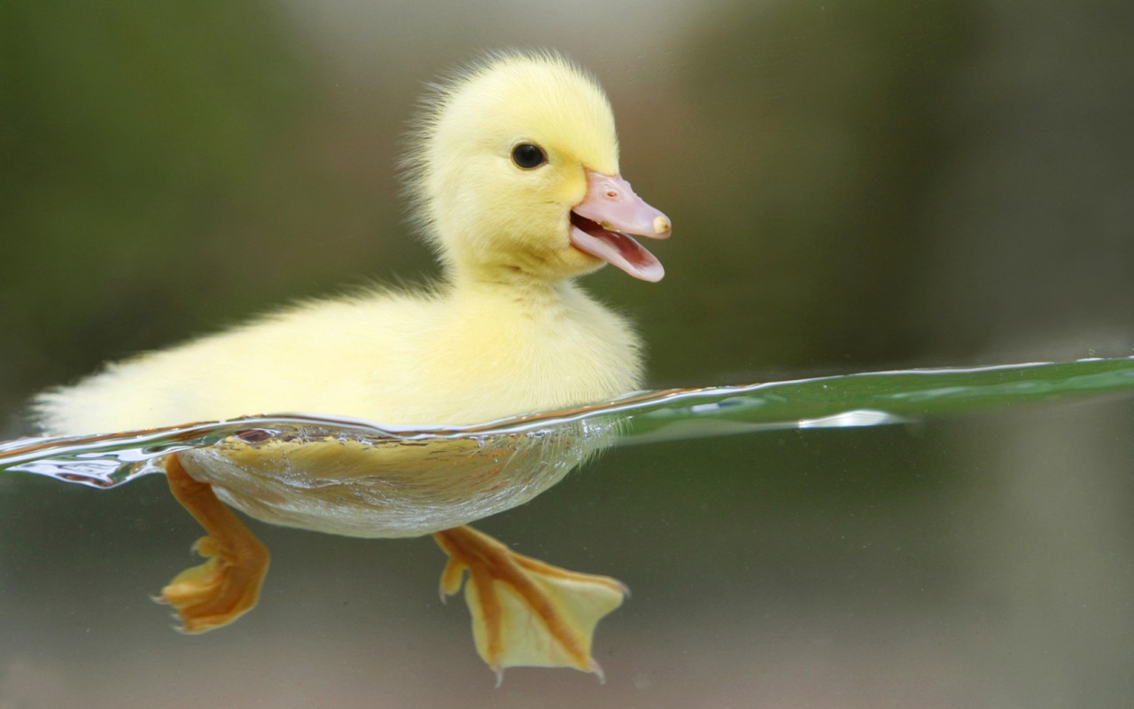 Duckling - Image Abyss