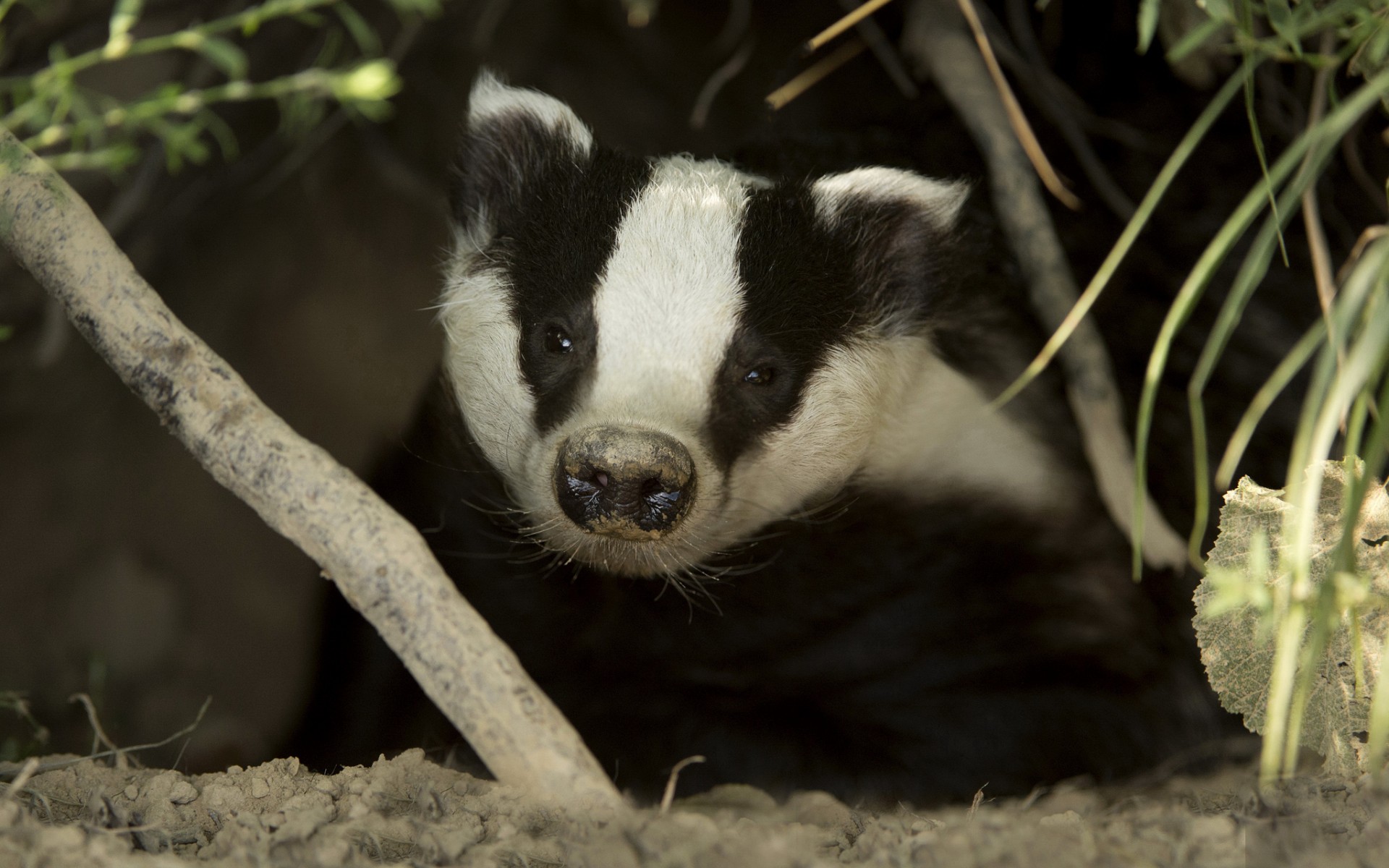 Download Animal Badger Image