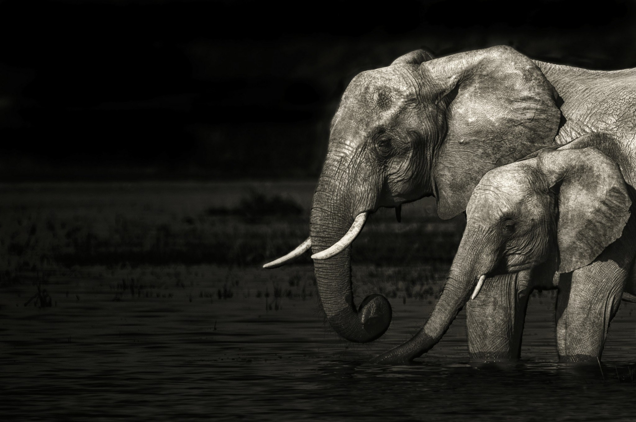 Majestic Monochrome: African Bush Elephants in Black & White