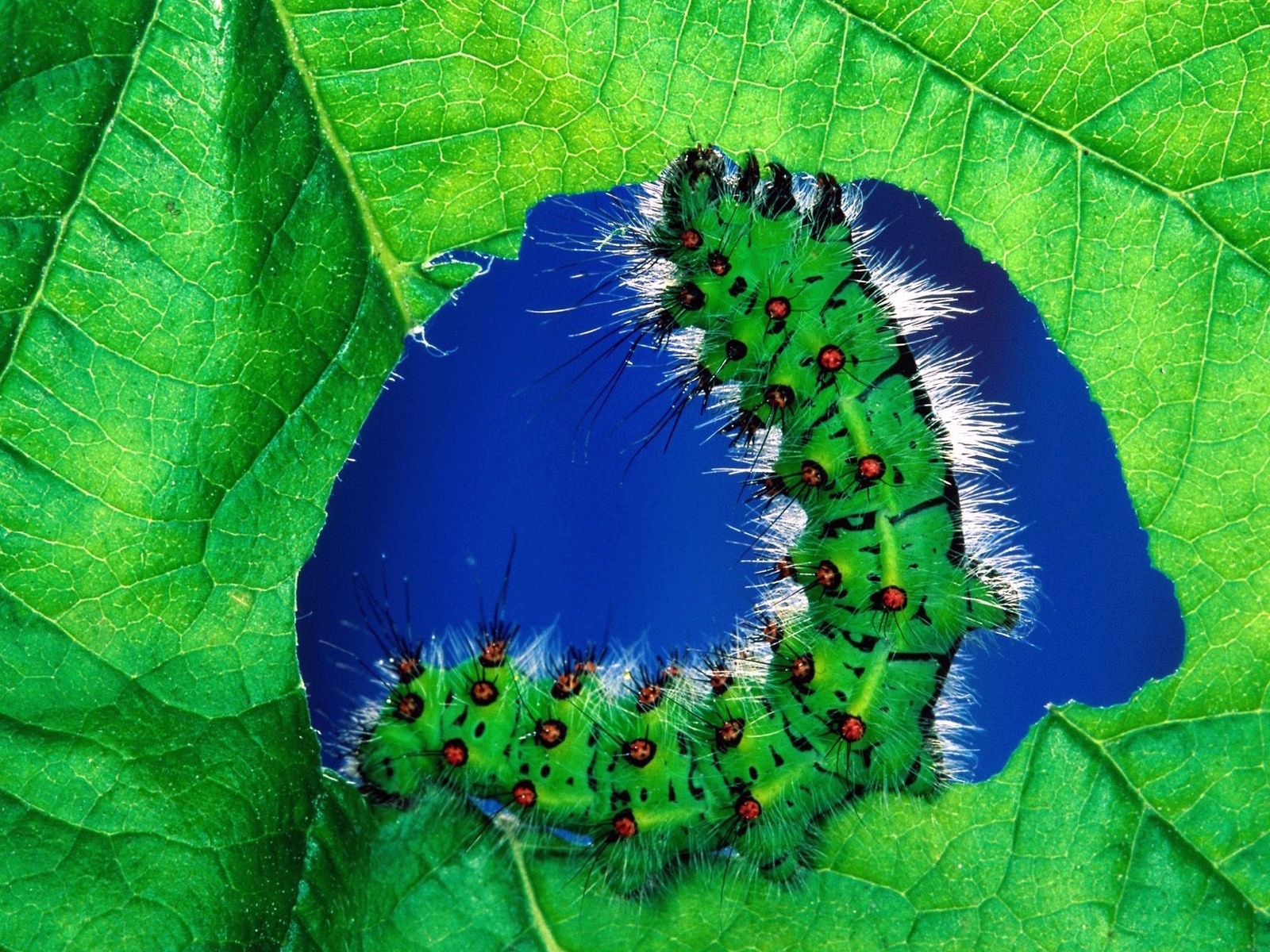 Caterpillar Picture - Image Abyss