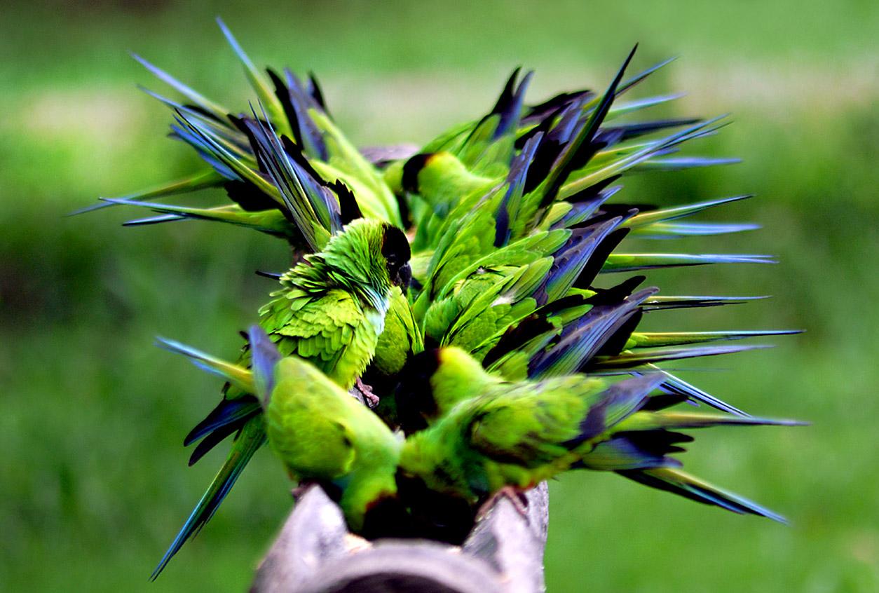 parakeets - Image Abyss