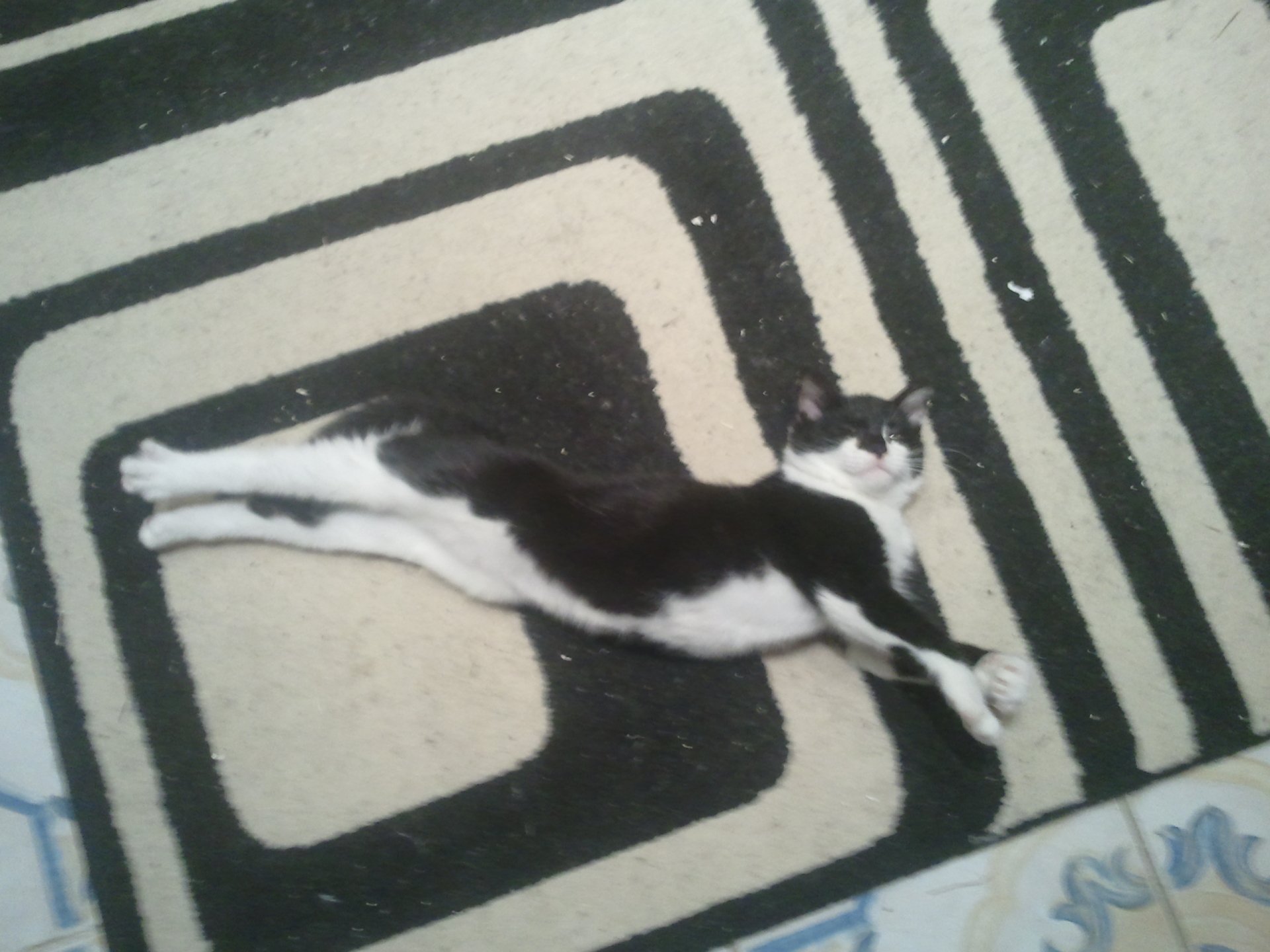 Gizmo by misscrobenini