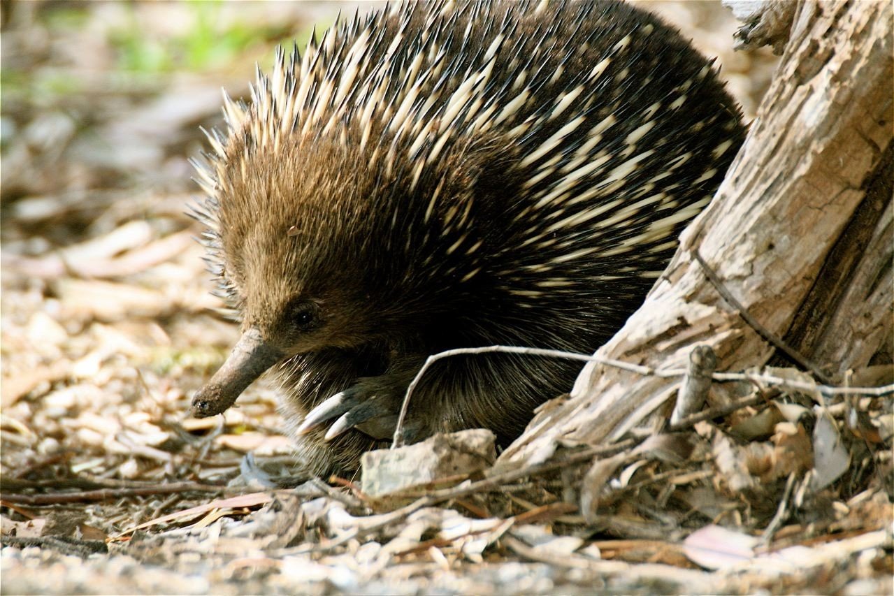 Echidna - Desktop Wallpapers, Phone Wallpaper, PFP, Gifs, and More!