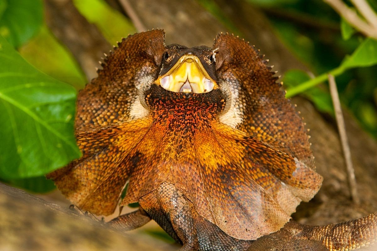 Frilled-neck Lizard - Desktop Wallpapers, Phone Wallpaper, PFP, Gifs ...