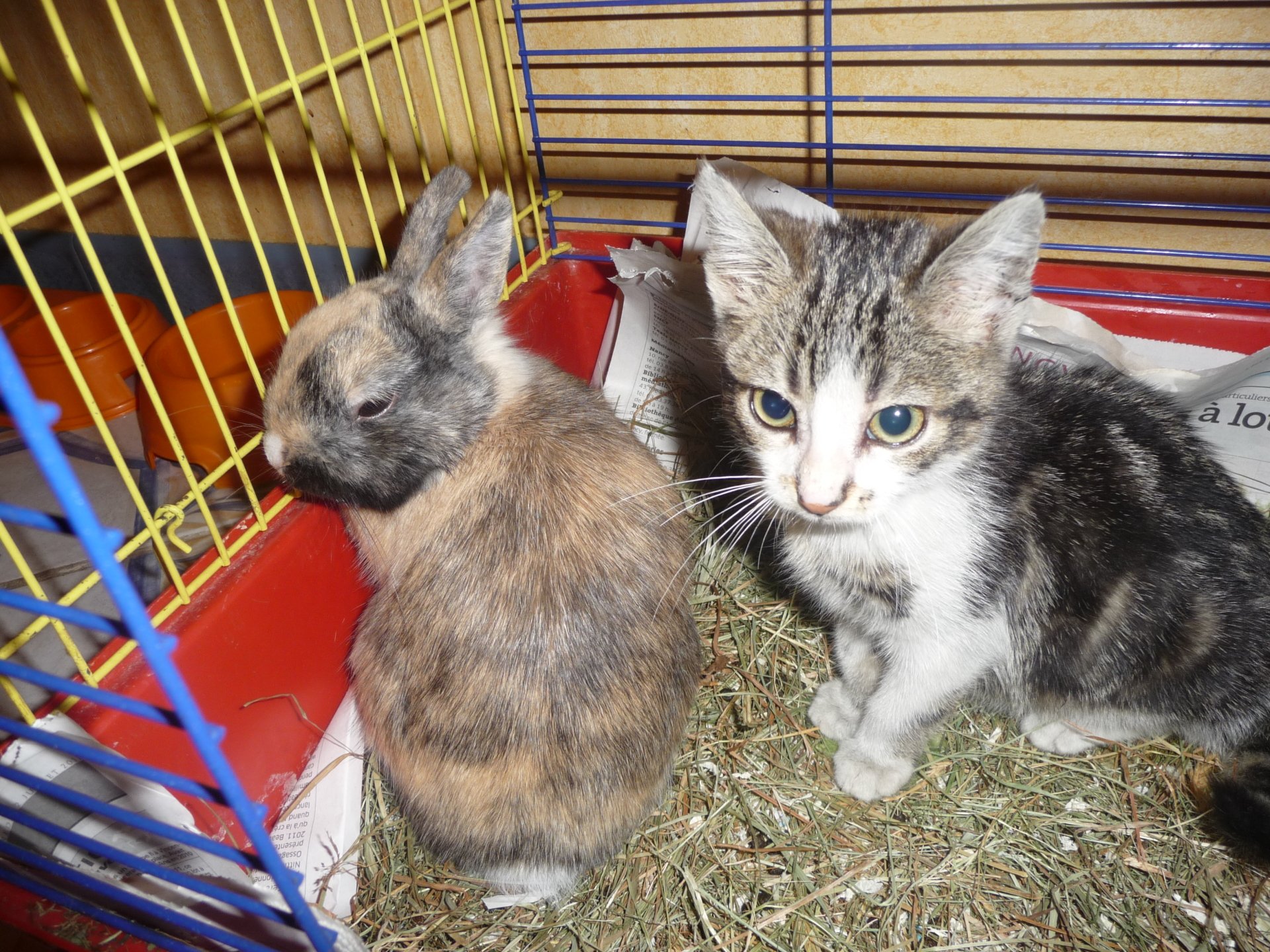 Cats by misscrobenini