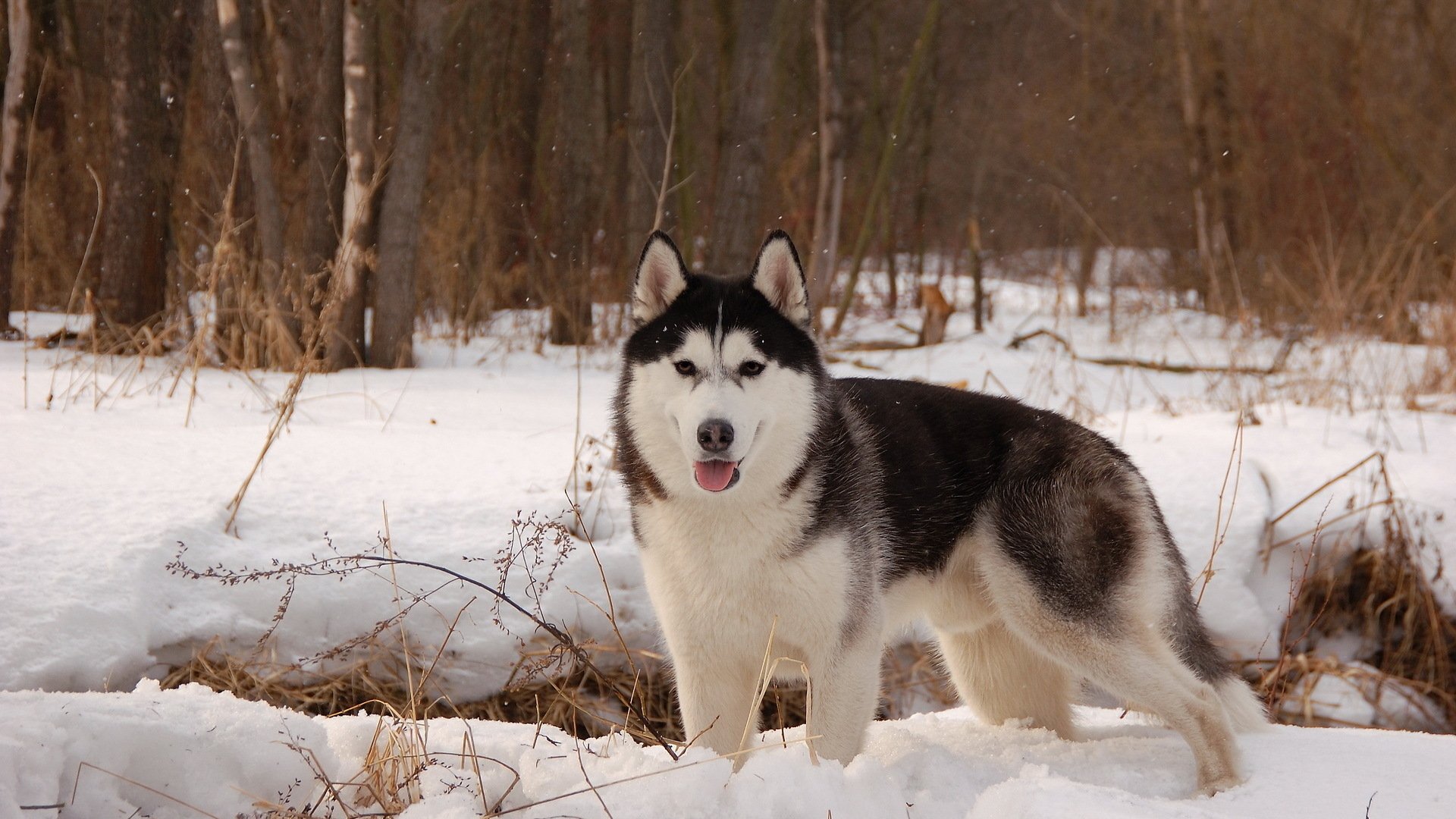 Siberian Husky - Desktop Wallpapers, Phone Wallpaper, PFP, Gifs, and More!