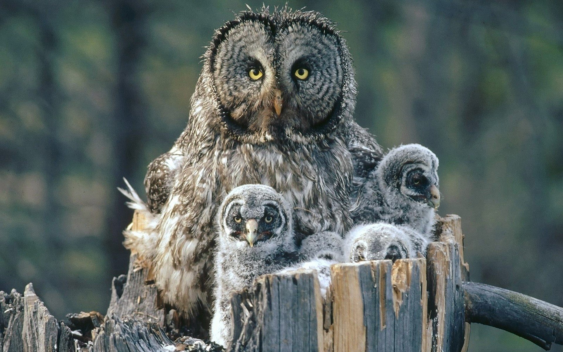 Owl Image - ID: 272312 - Image Abyss