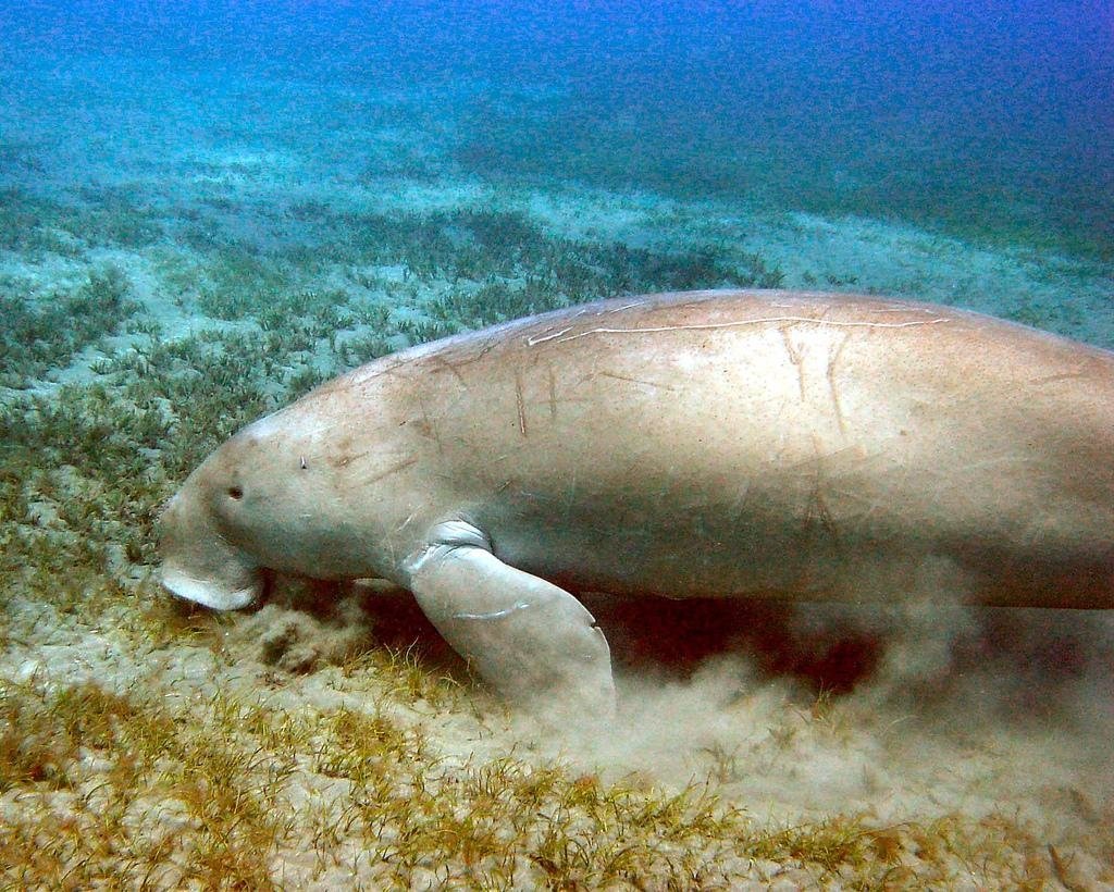 Dugong - Desktop Wallpapers, Phone Wallpaper, PFP, Gifs, and More!