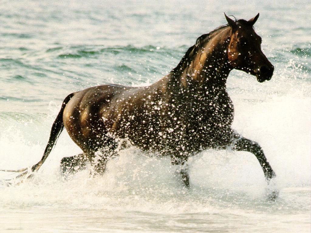 Majestic Horse Splashing Through the Waves