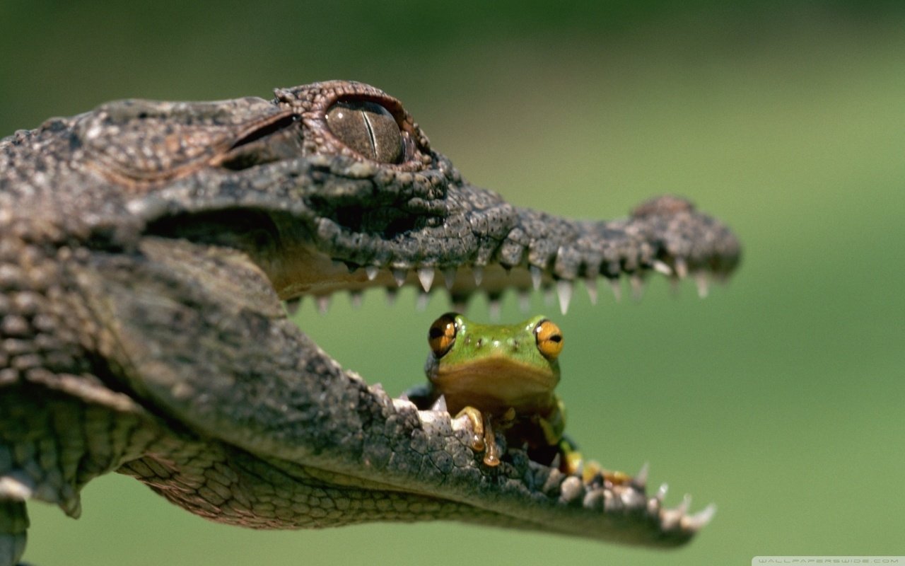 Frog's Close Call: Nature's Unexpected Encounter