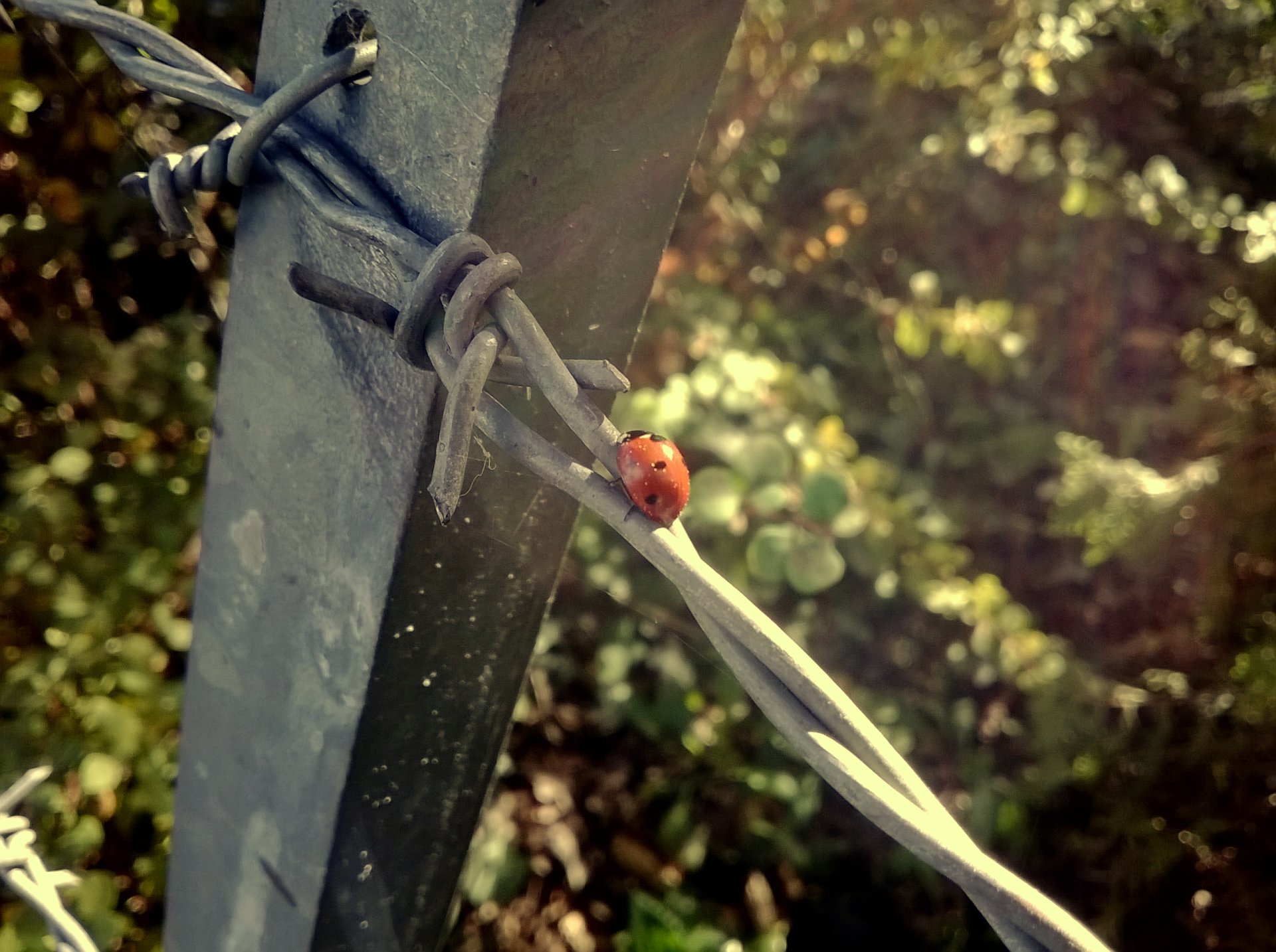 Ladybug on barbed wire by Portalez