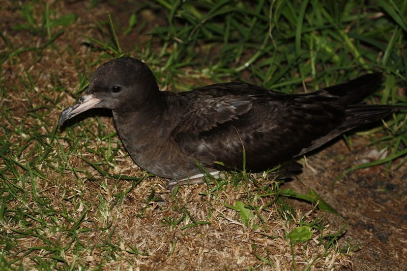 Download Bird Animal Mutton Bird Image