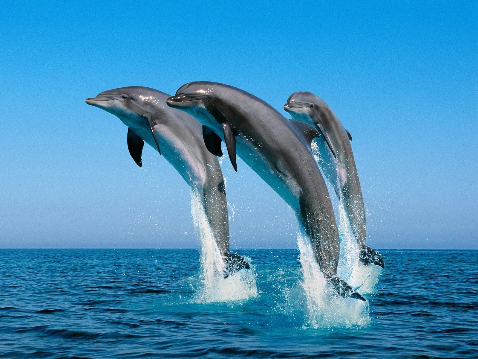 Download Animal Dolphin Image