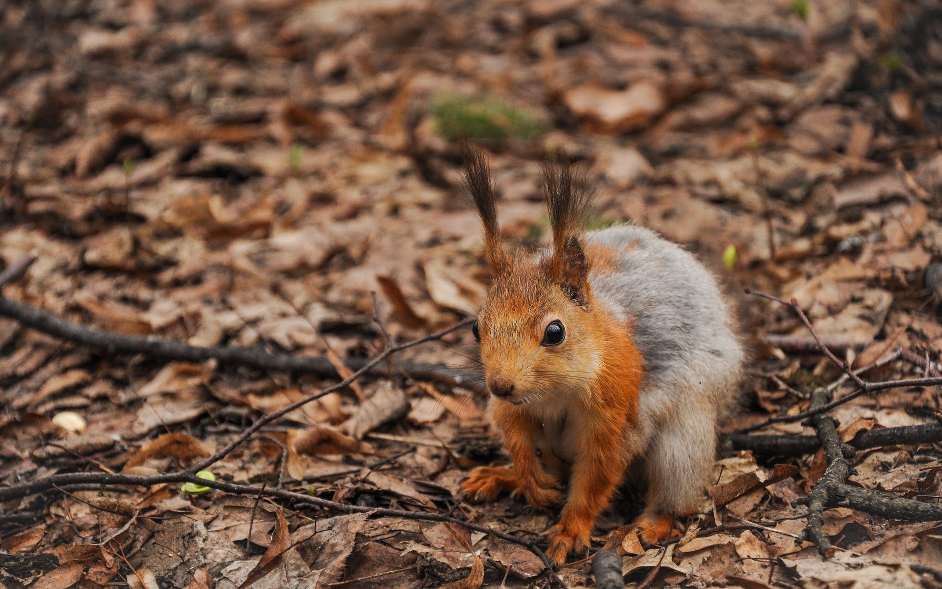 Squirrel Image - ID: 272993 - Image Abyss
