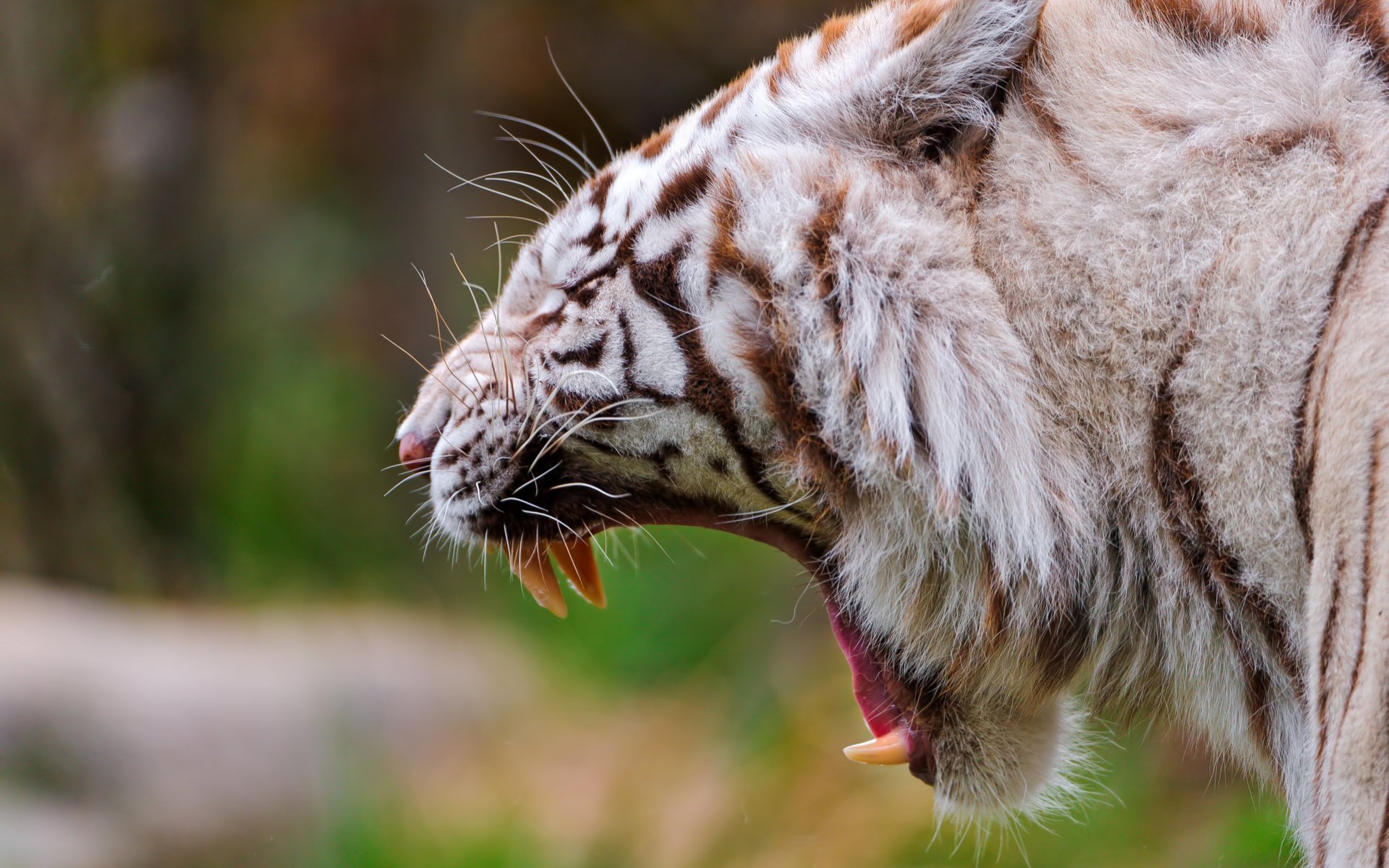 Majestic White Tiger in Roar