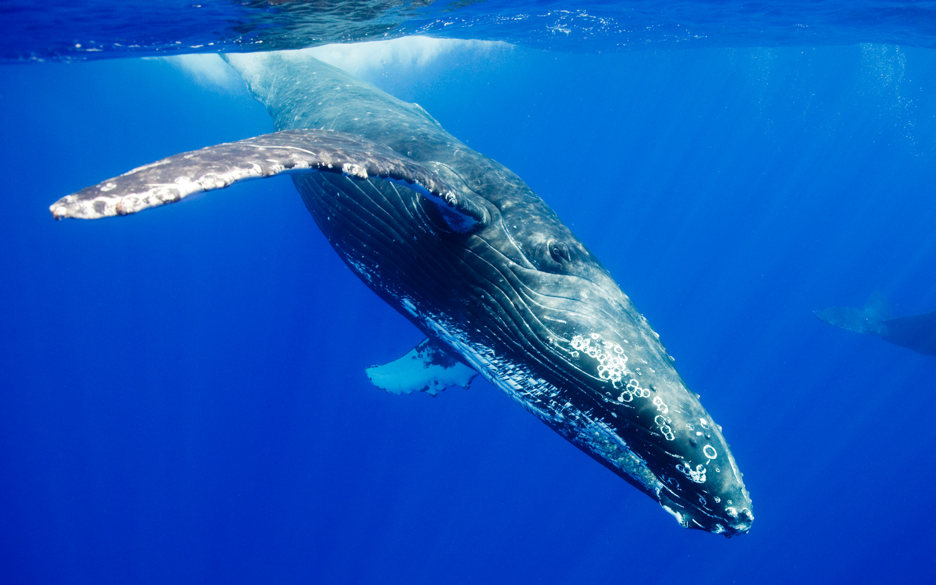 Whale Picture - Image Abyss
