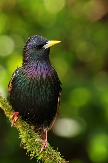 Starling - Image Abyss