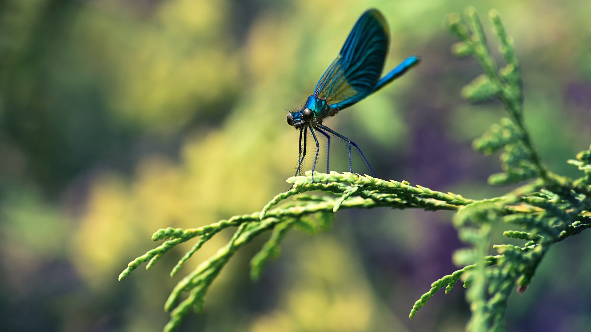 Damsel Fly - Image Abyss
