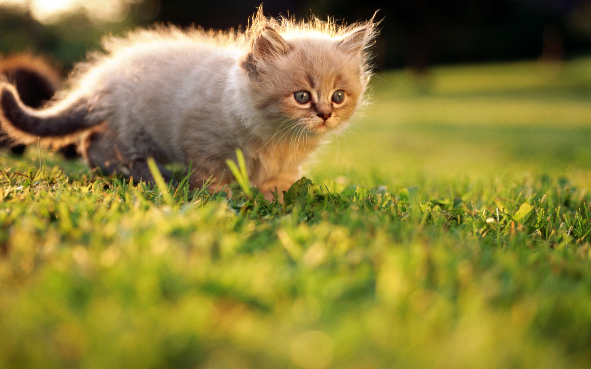 Download Animal Cat Image