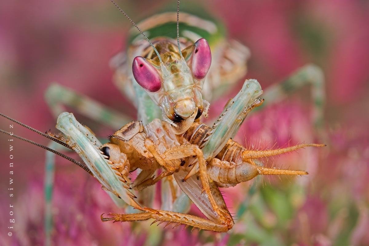 Download Animal Praying Mantis Image