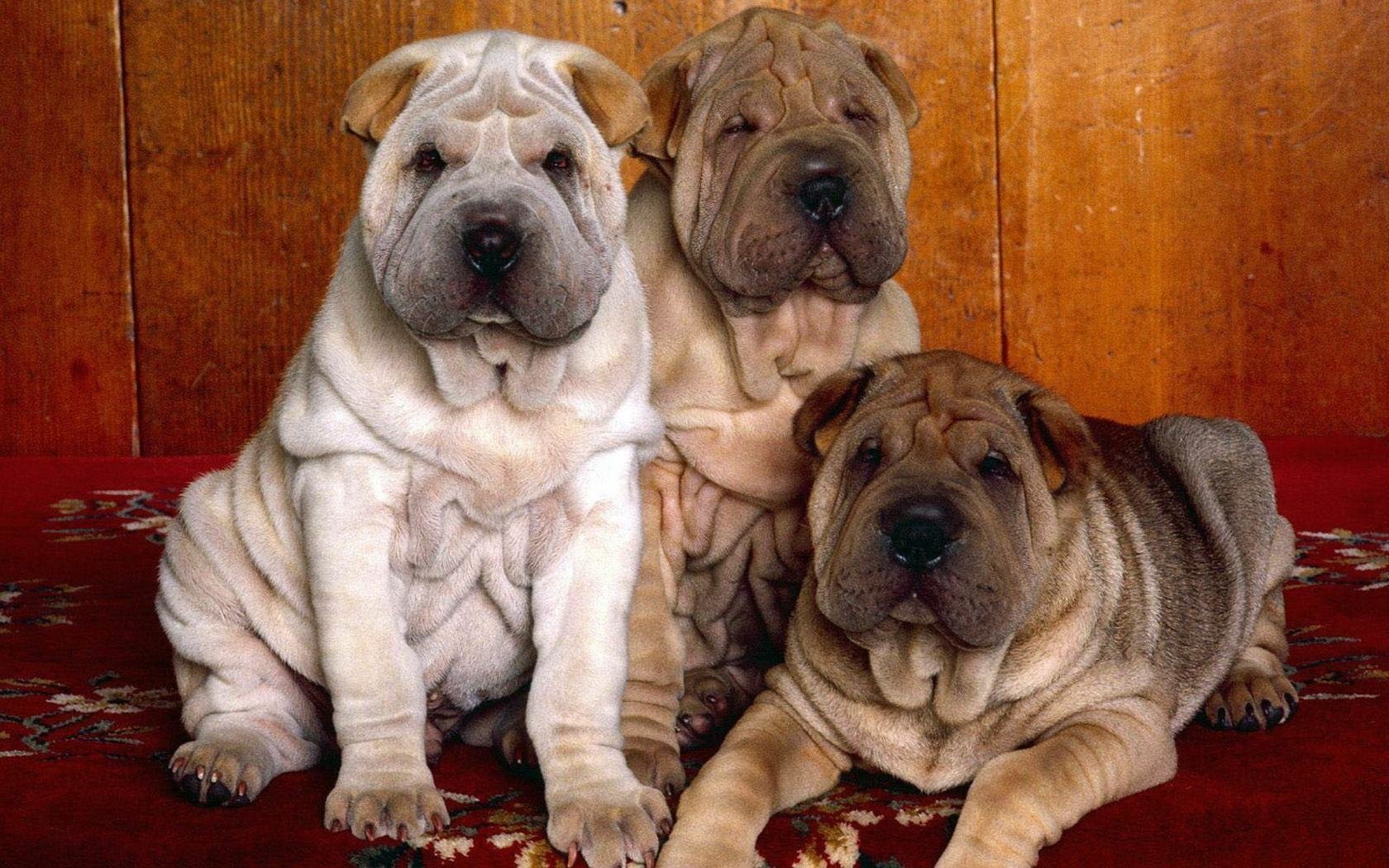 Adorable Shar Pei Companions