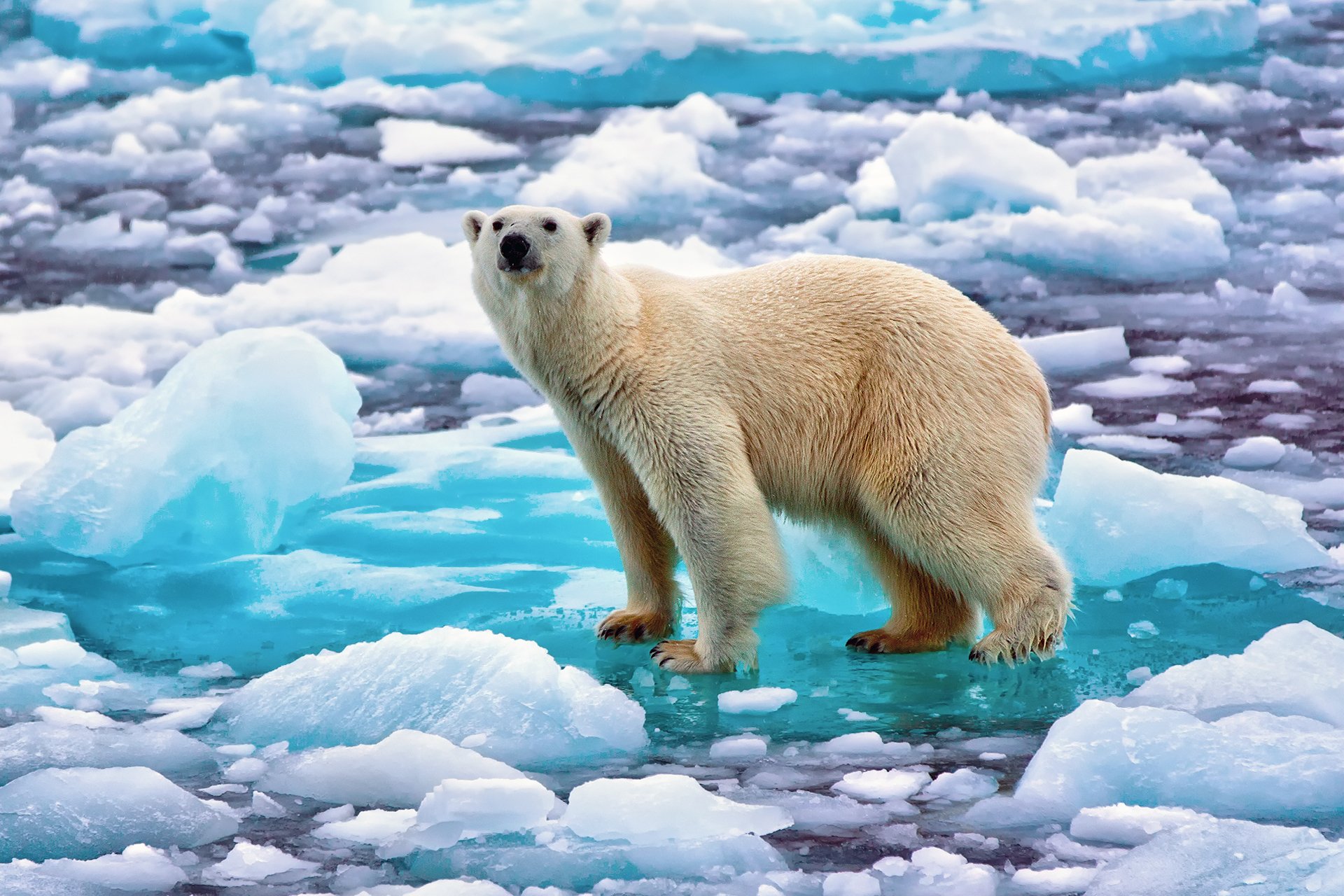 Download Animal Polar Bear Image