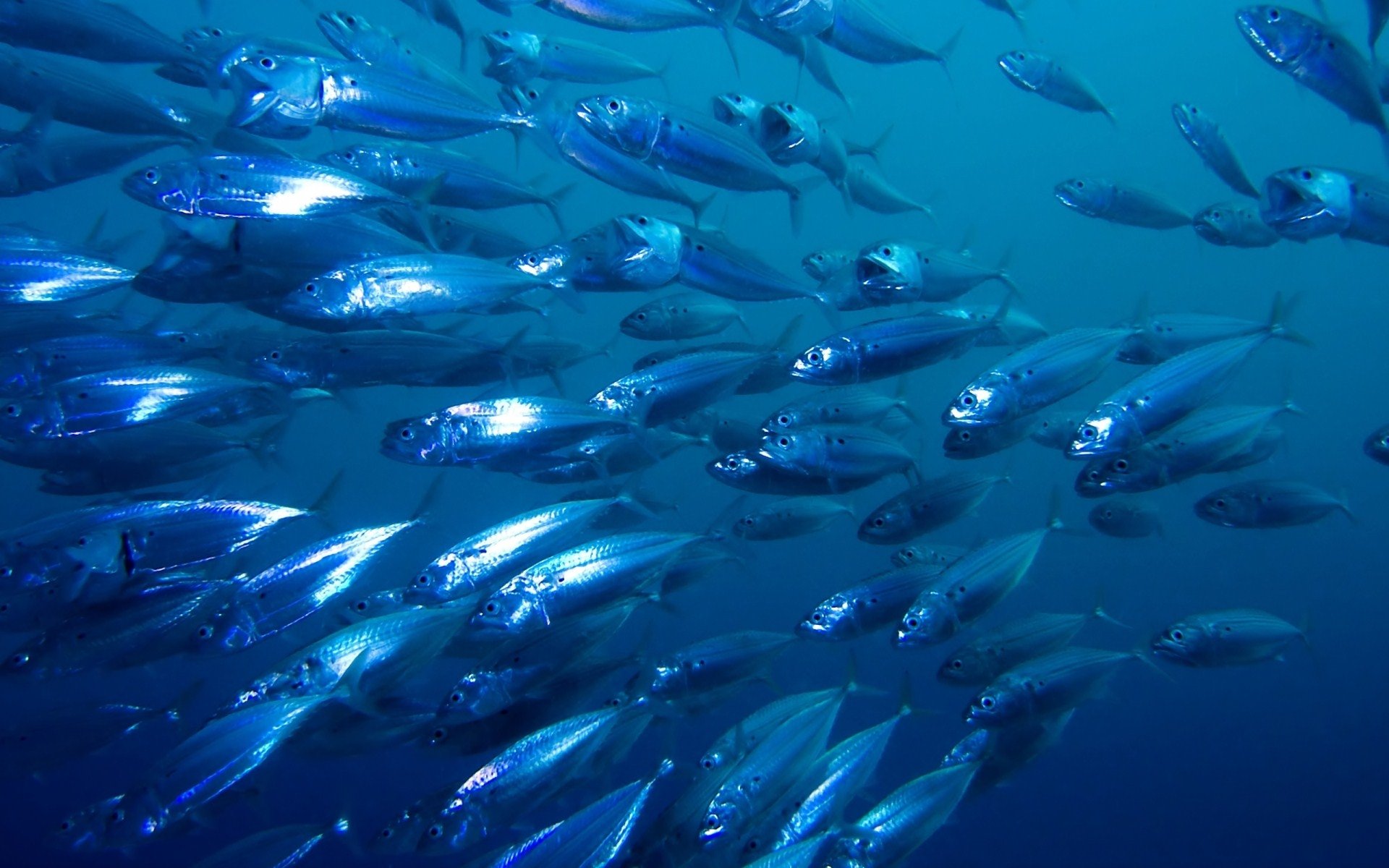 Exploring the Underwater World of Ocean Fish