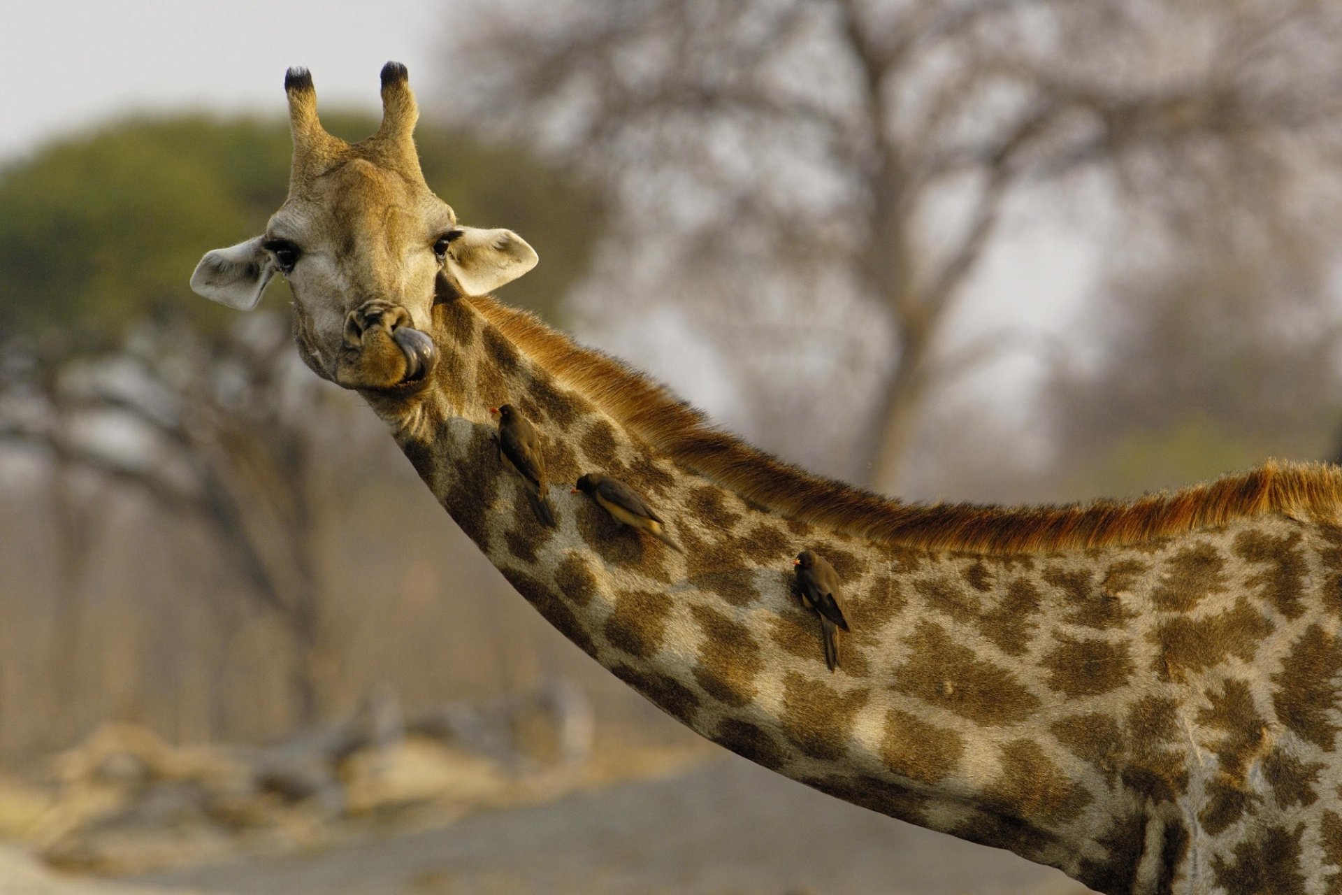 Download Animal Giraffe Image