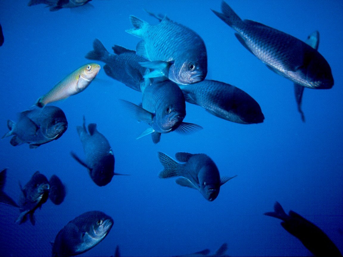 Fish - Desktop Wallpapers, Phone Wallpaper, PFP, Gifs, and More!