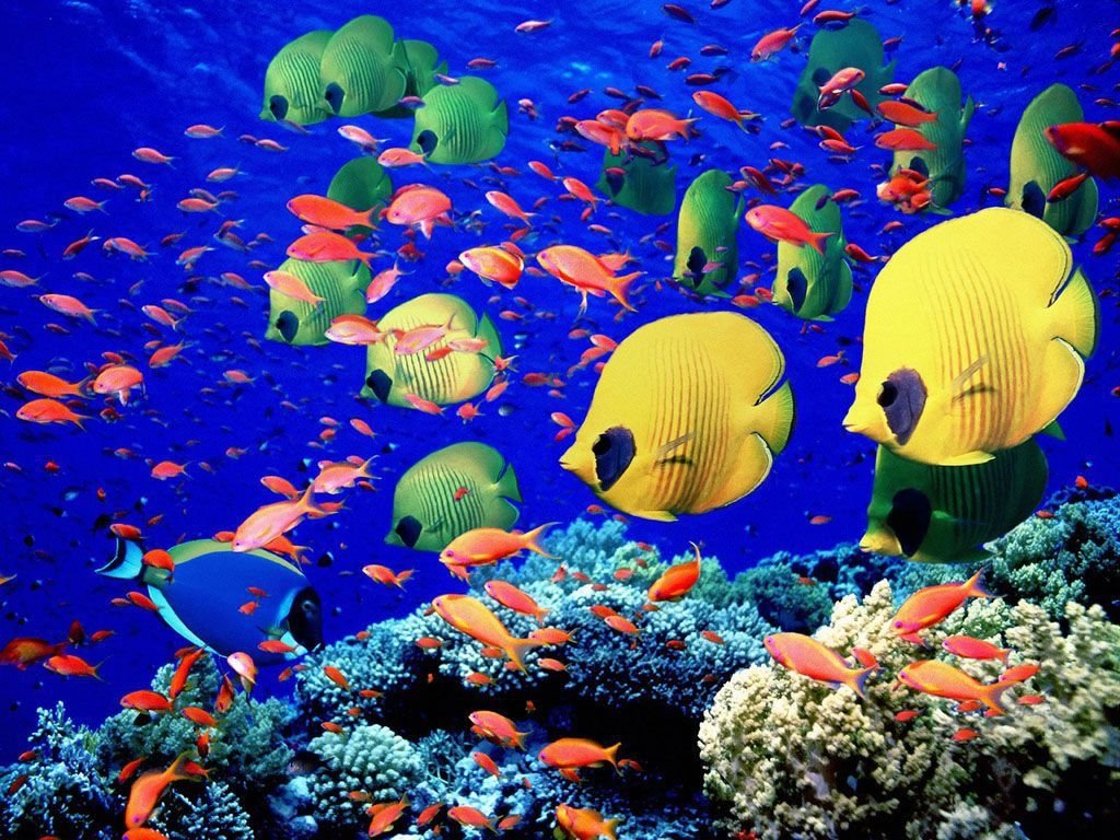 tropical fish Image - ID: 273273 - Image Abyss