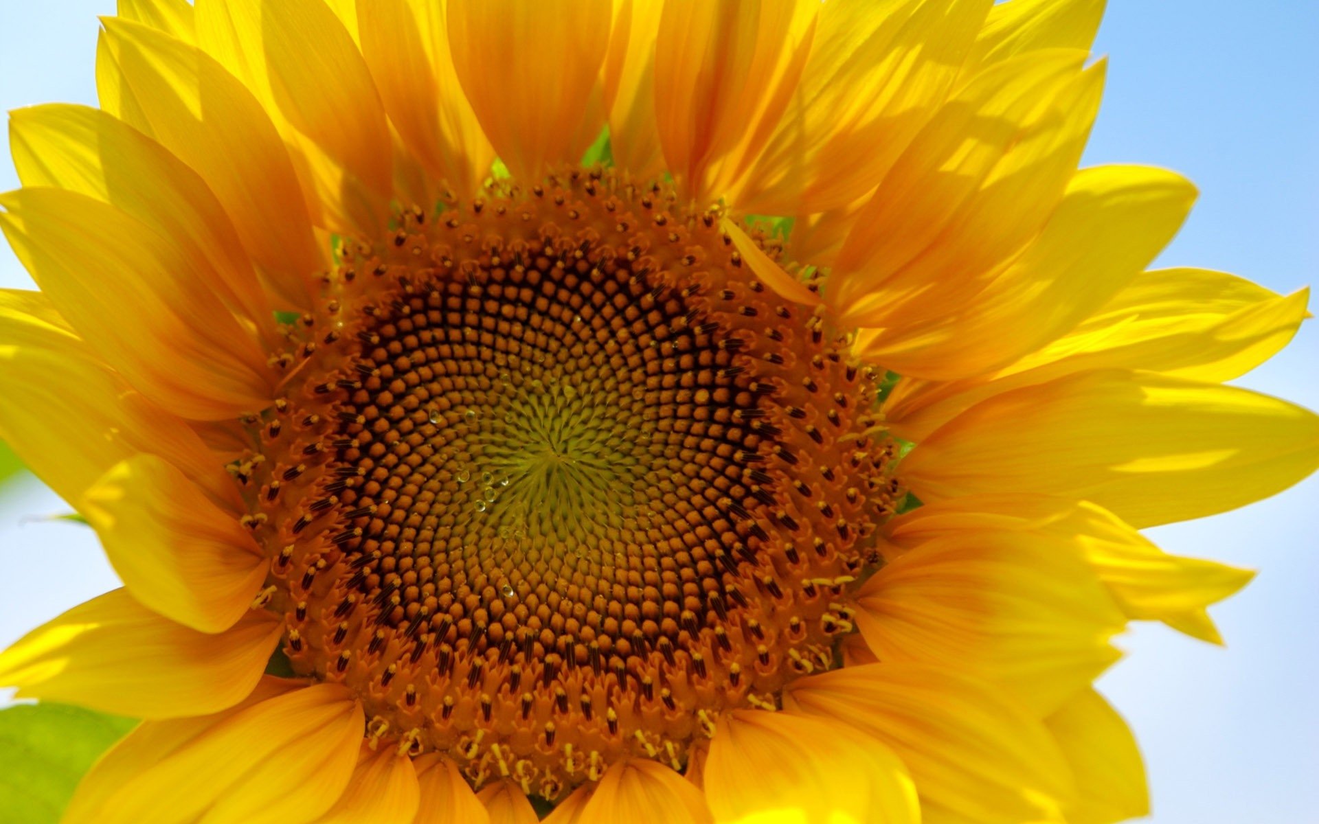 Sunflower Radiance: A Glimpse of Nature’s Golden Bloom