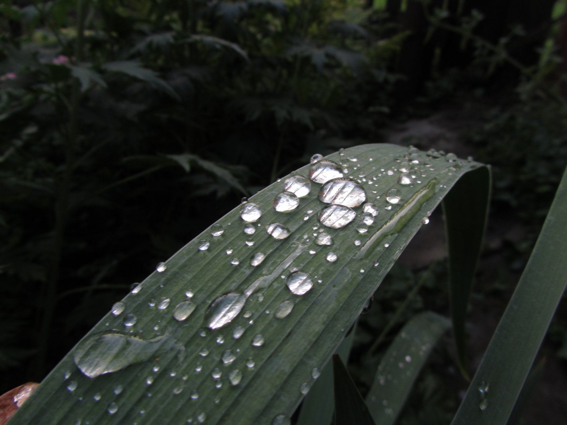 Water Drop Picture - Image Abyss