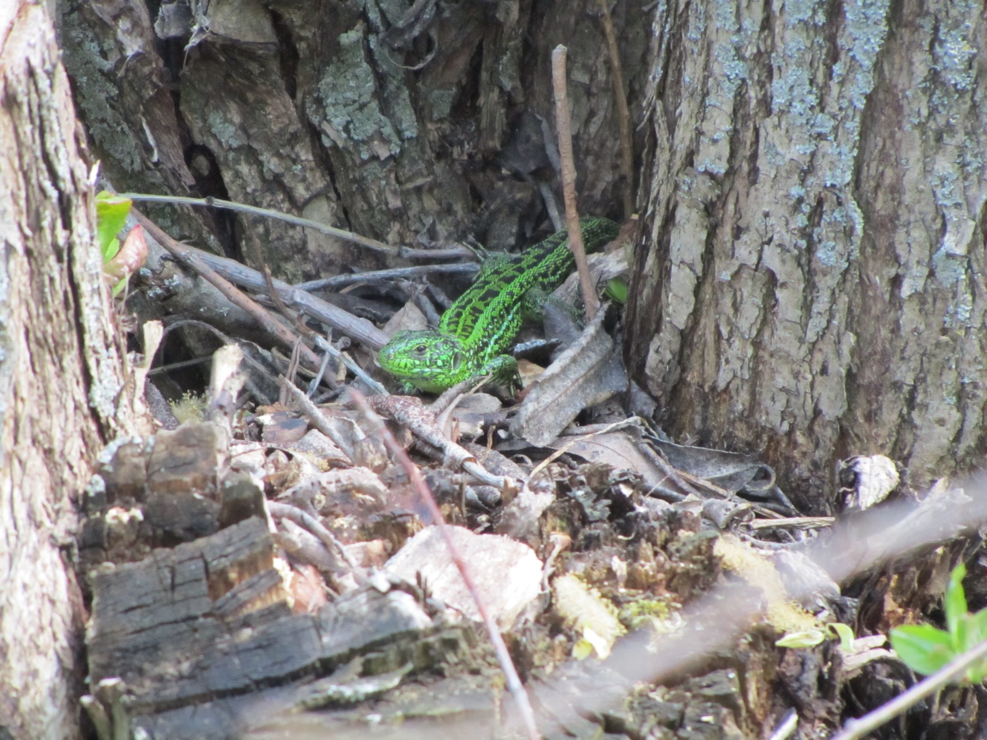 Lizard - Desktop Wallpapers, Phone Wallpaper, PFP, Gifs, and More!