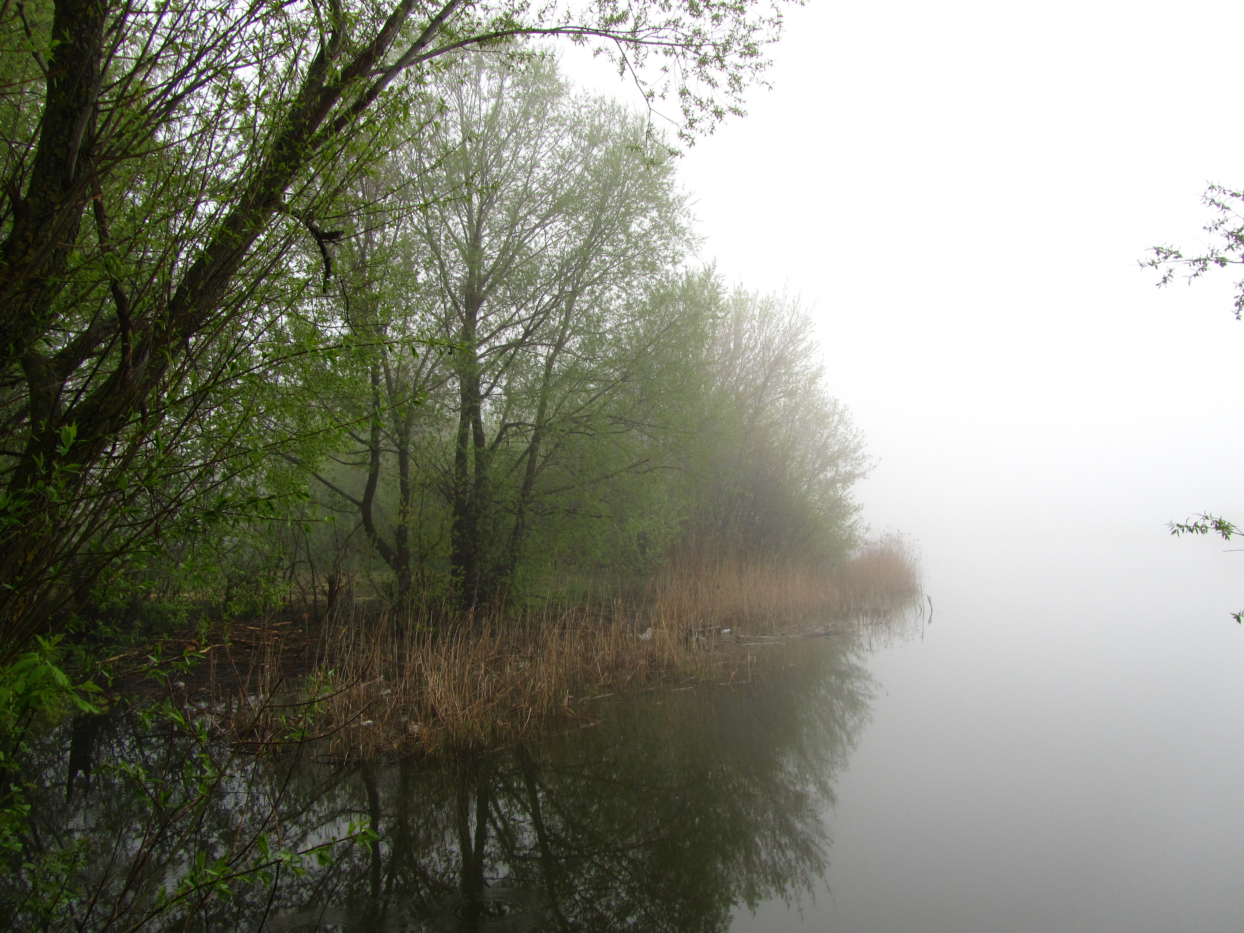 Download Nature Fog Image