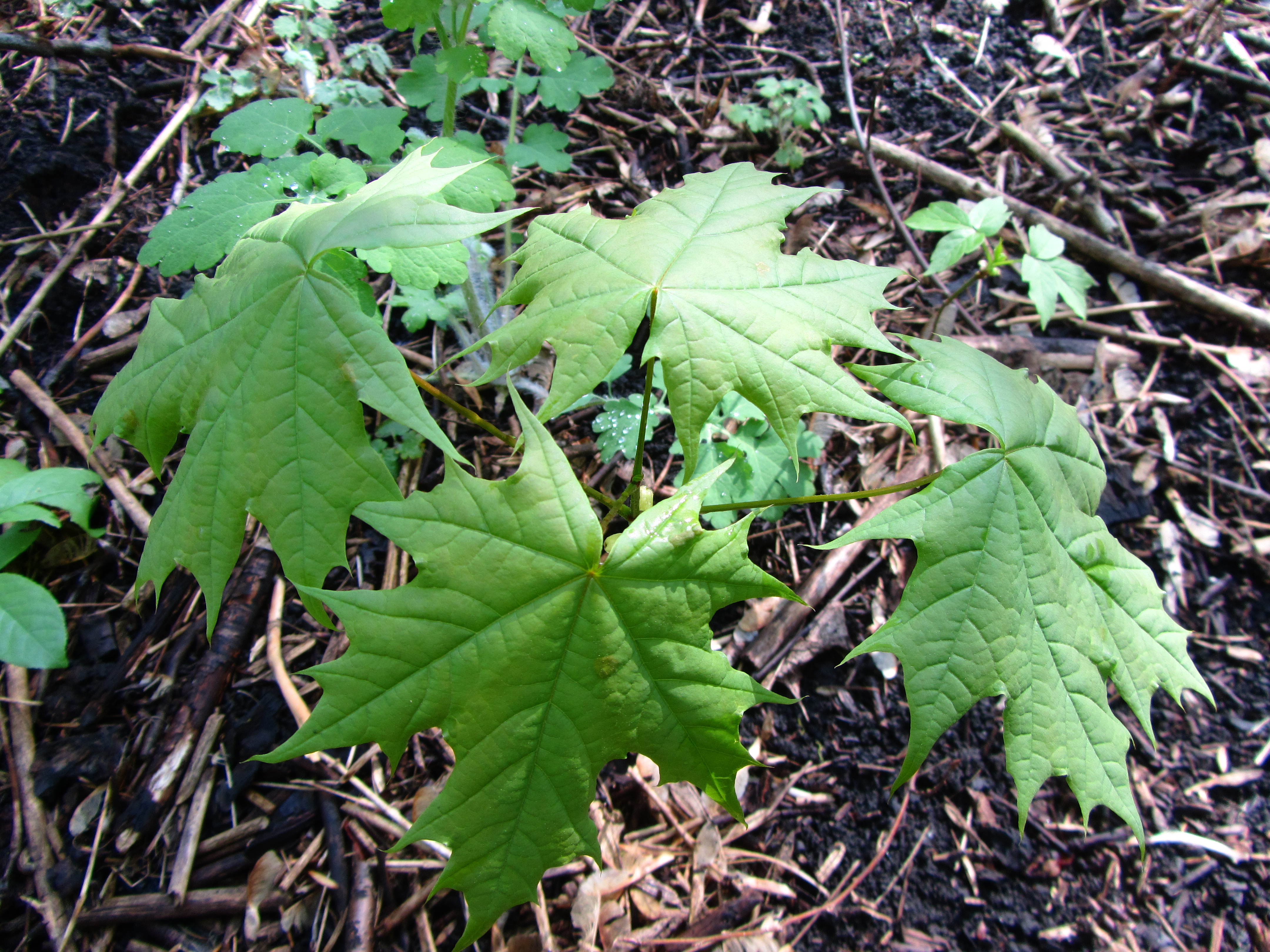 Leaf Picture - Image Abyss