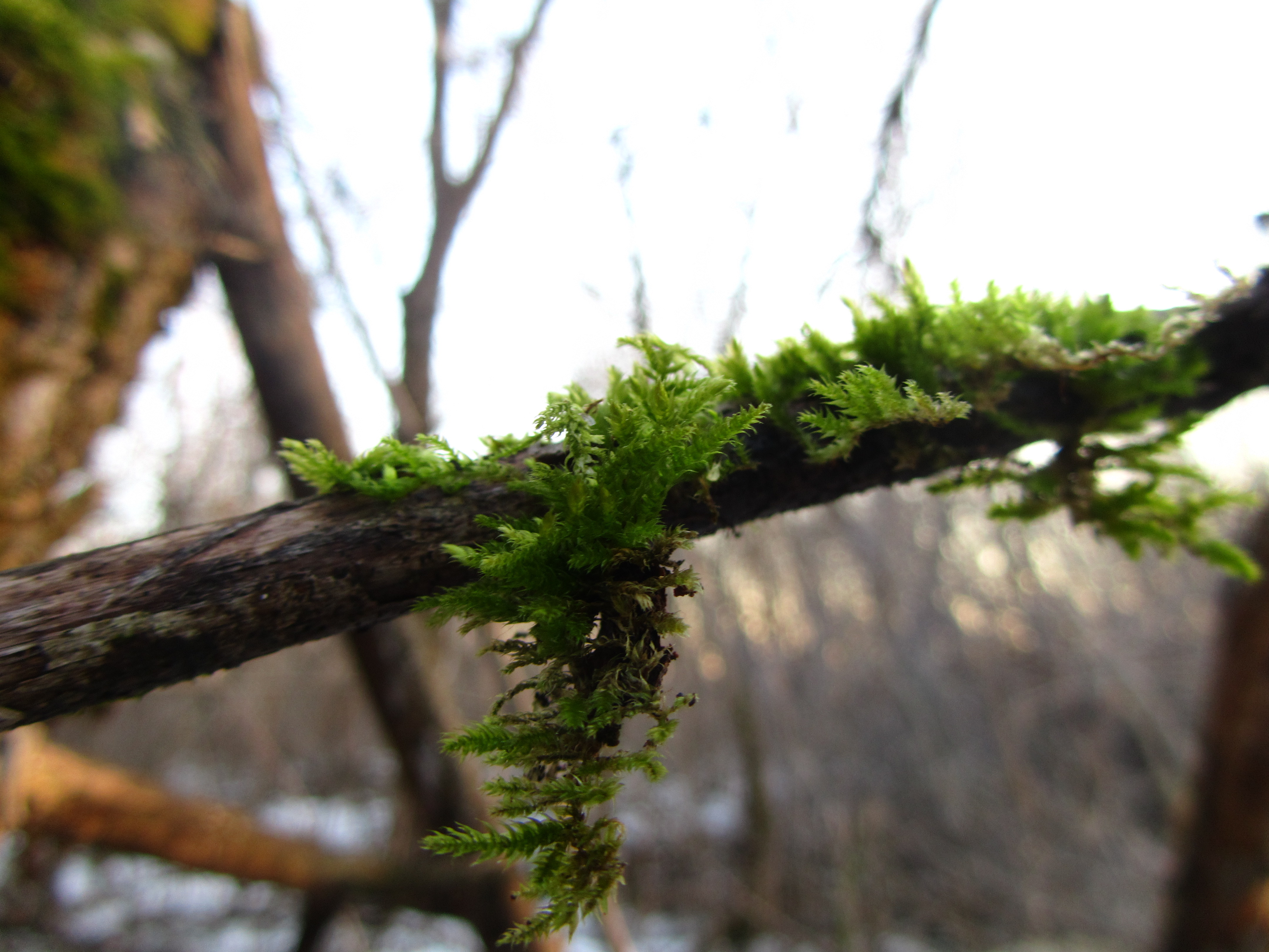 Moss Picture - Image Abyss