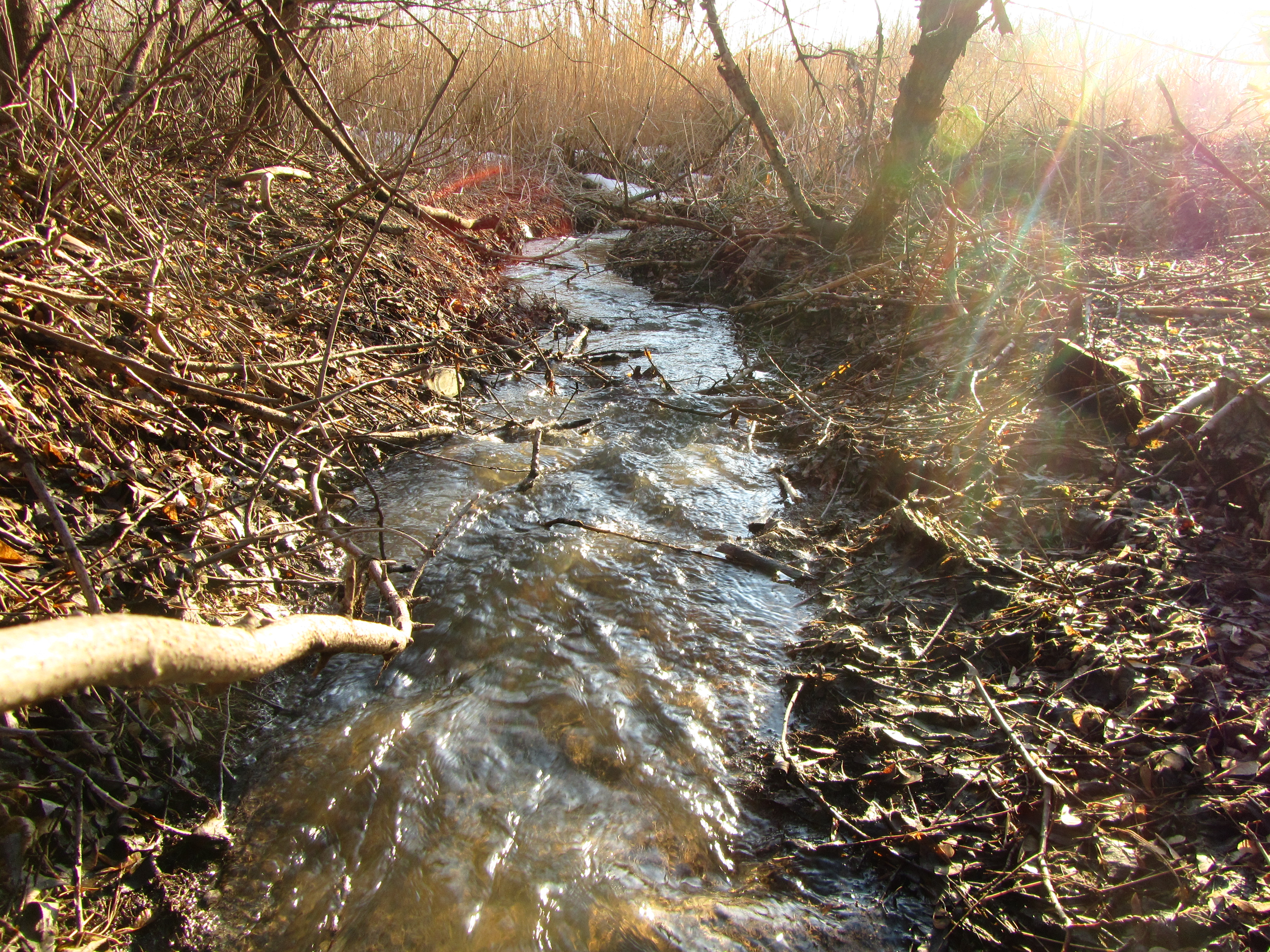 Download Nature Stream Image