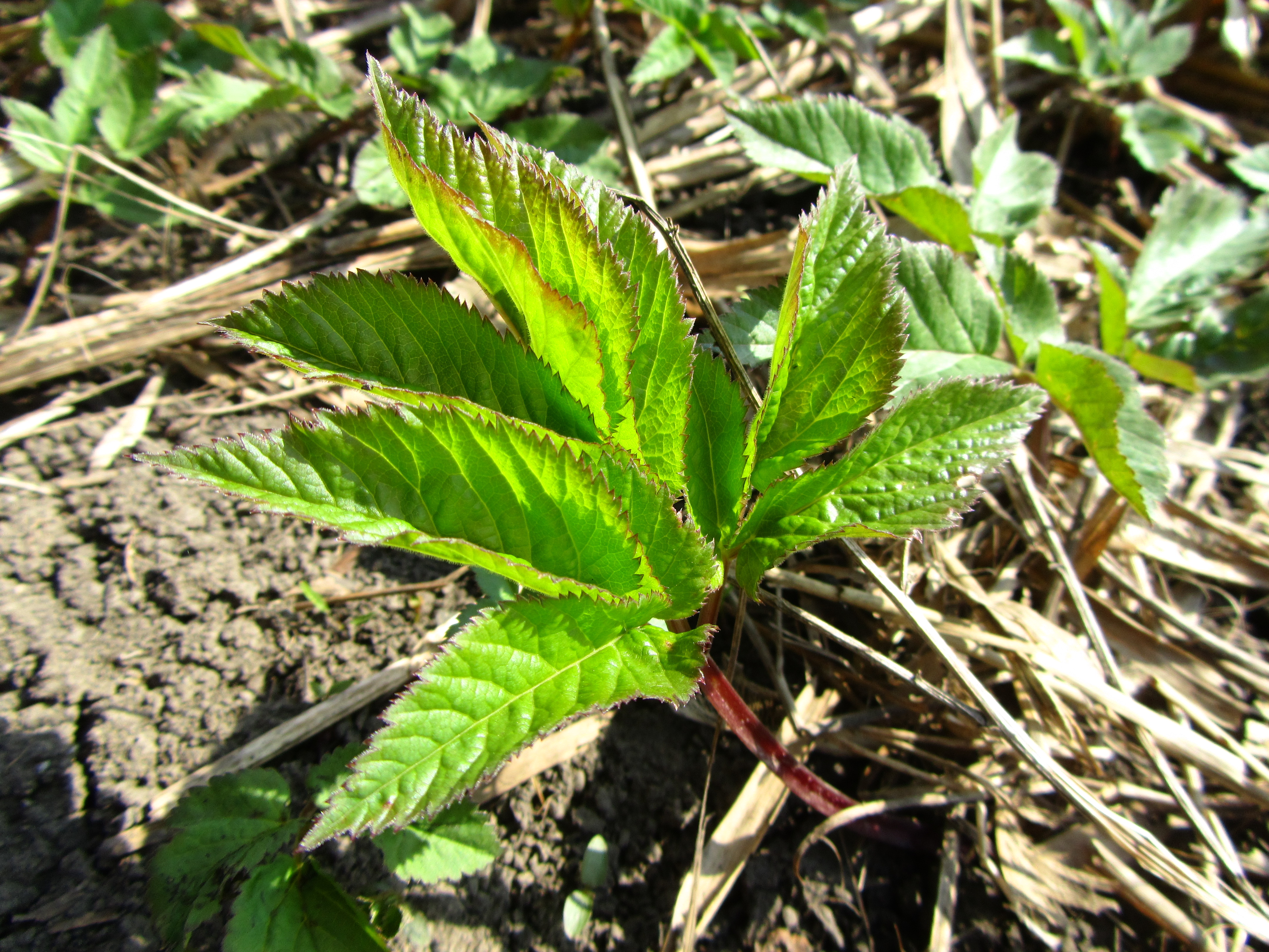 Plant Picture - Image Abyss