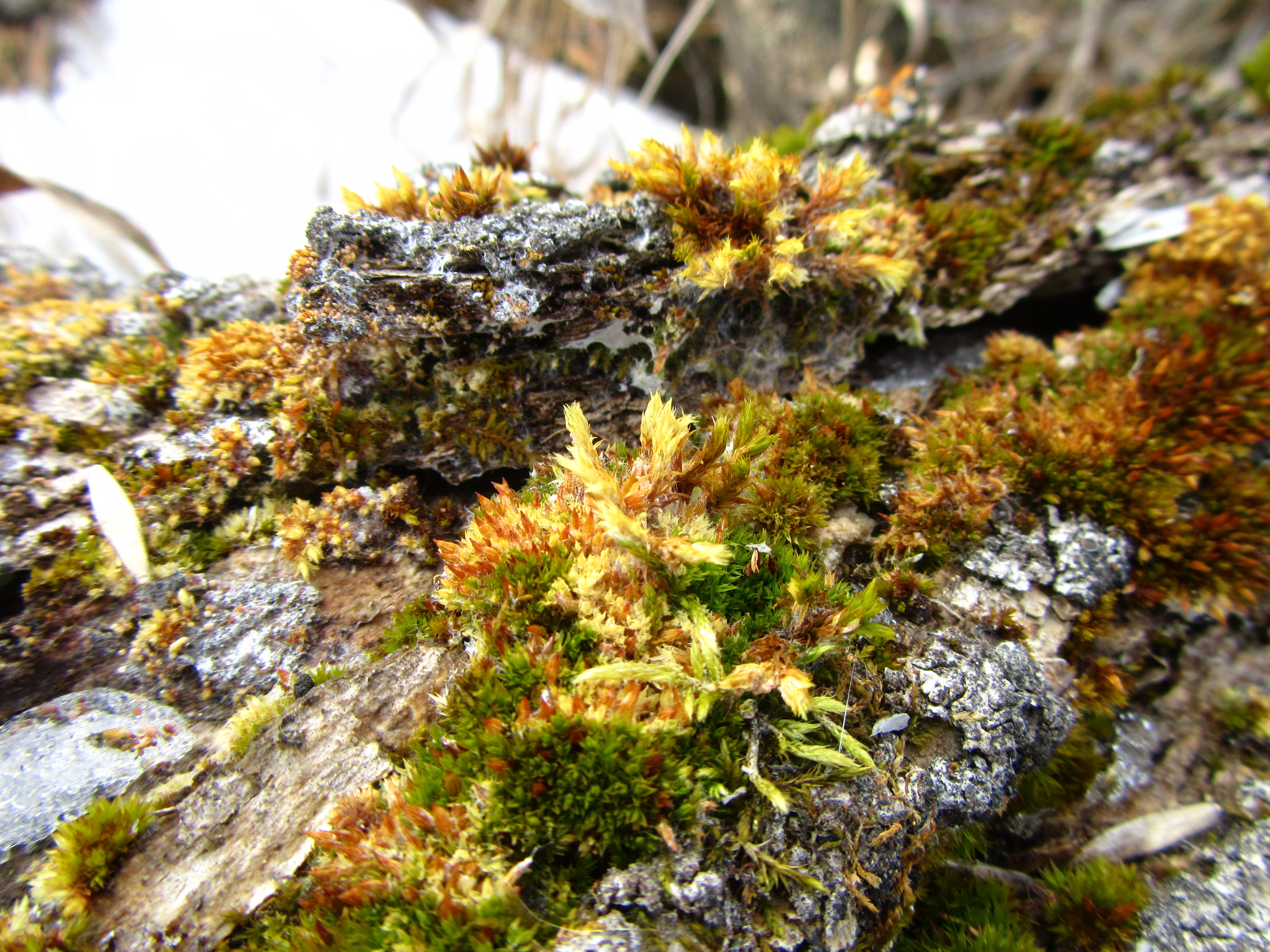 Download Nature Moss Image
