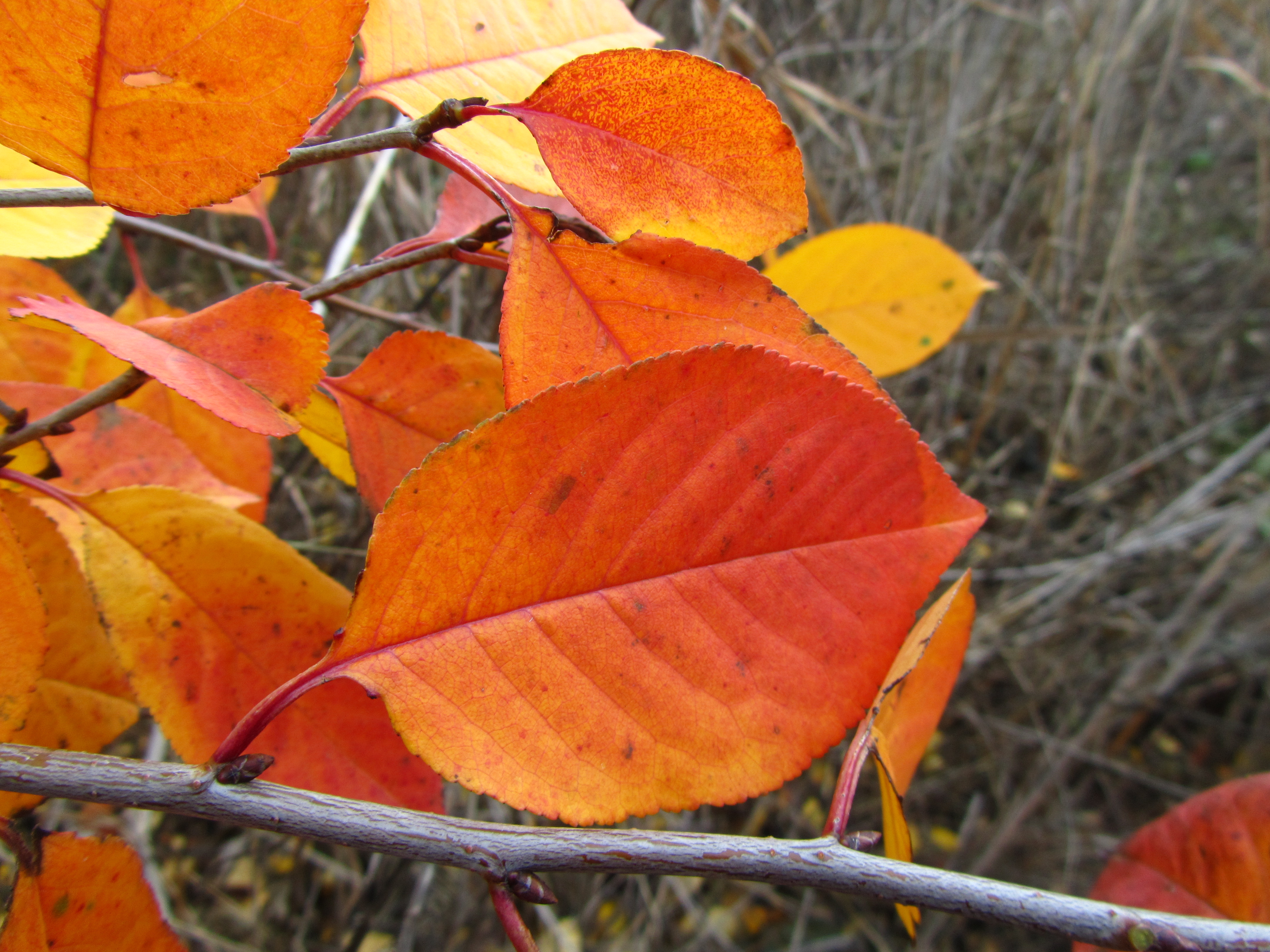 Vibrant Fall Foliage Embracing Nature’s Seasonal Glow