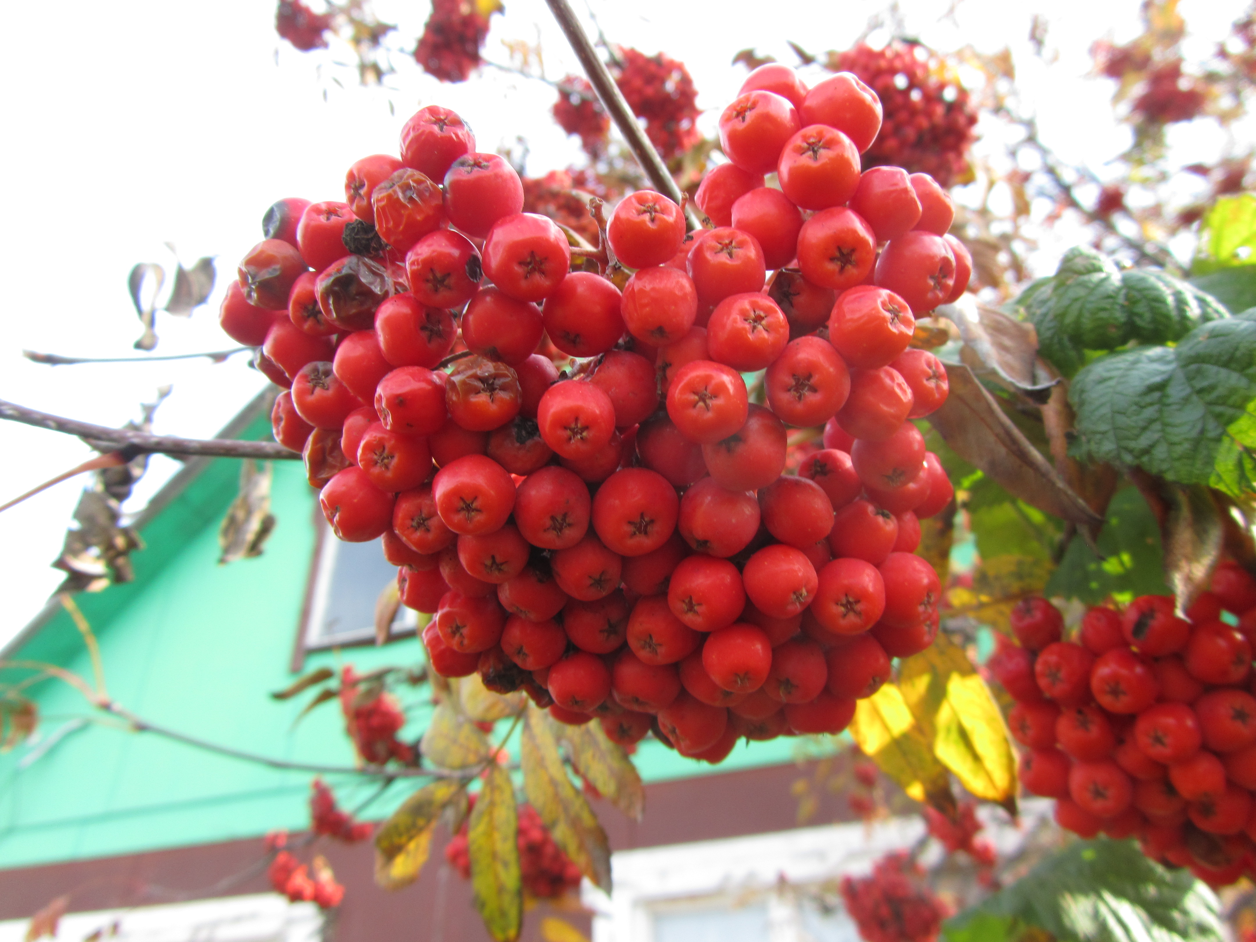 Download Nature Rowan Image