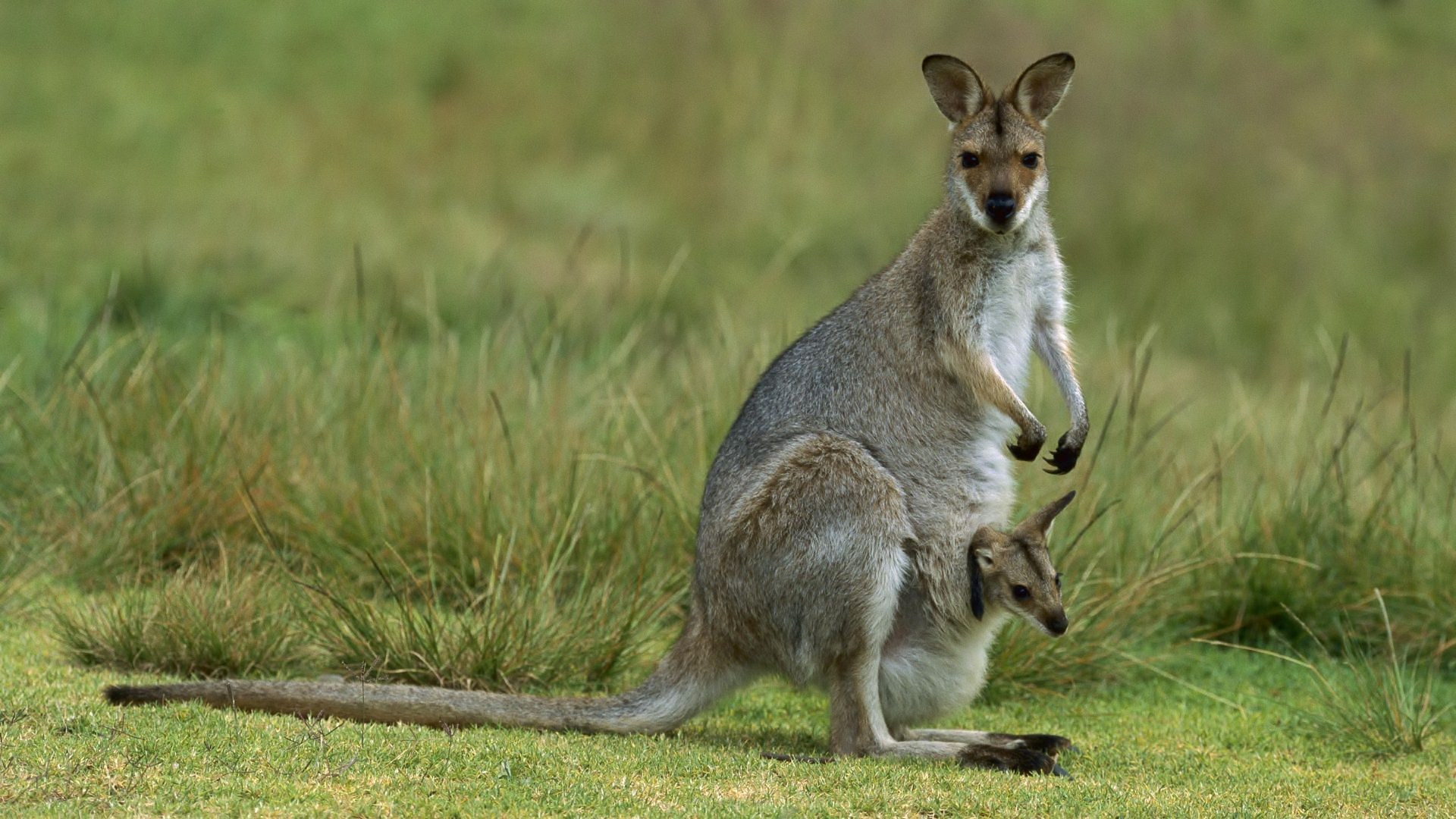 Download Nature Animal Kangaroo Image