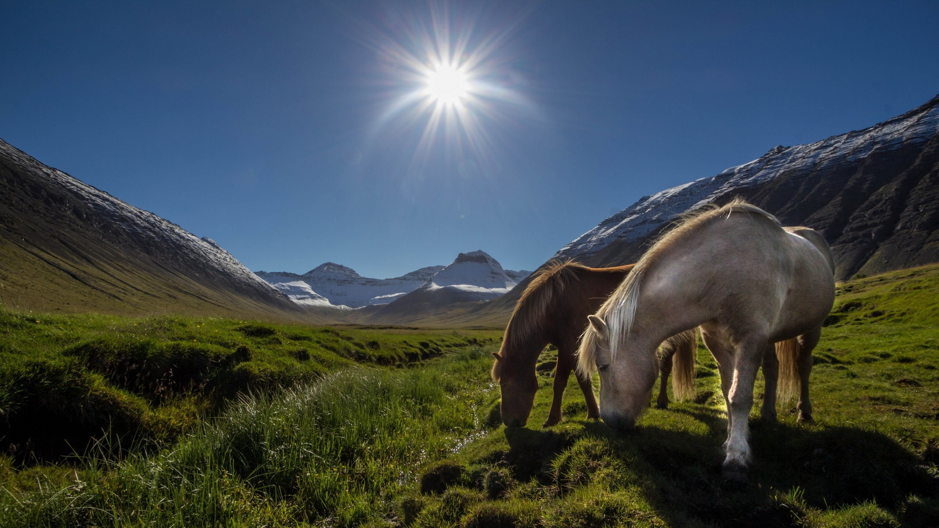 Majestic Horses in a Sunny Valley